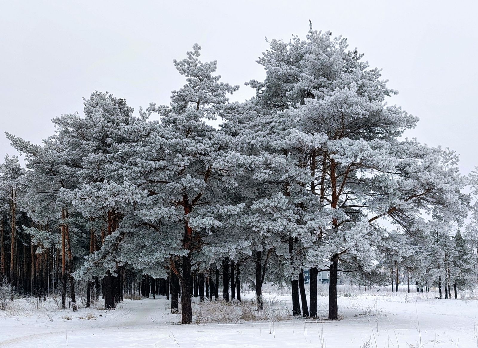 Pine Forest Photos, Download The BEST Free Pine Forest Stock Photos ...
