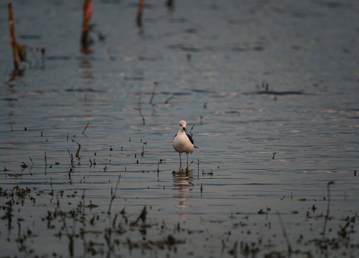 Free Calm Backgrounds Photos, Download The BEST Free Free Calm ...