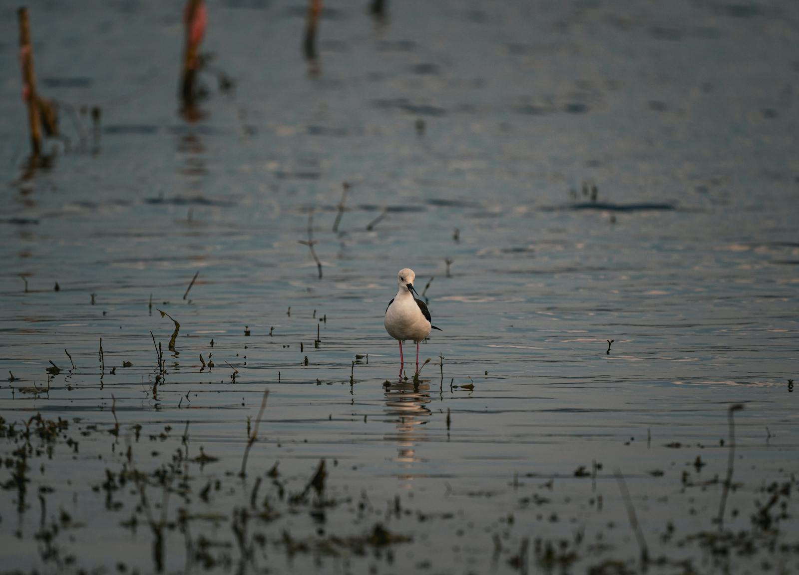 Pixabay Free Images Photos, Download The BEST Free Pixabay Free Images ...