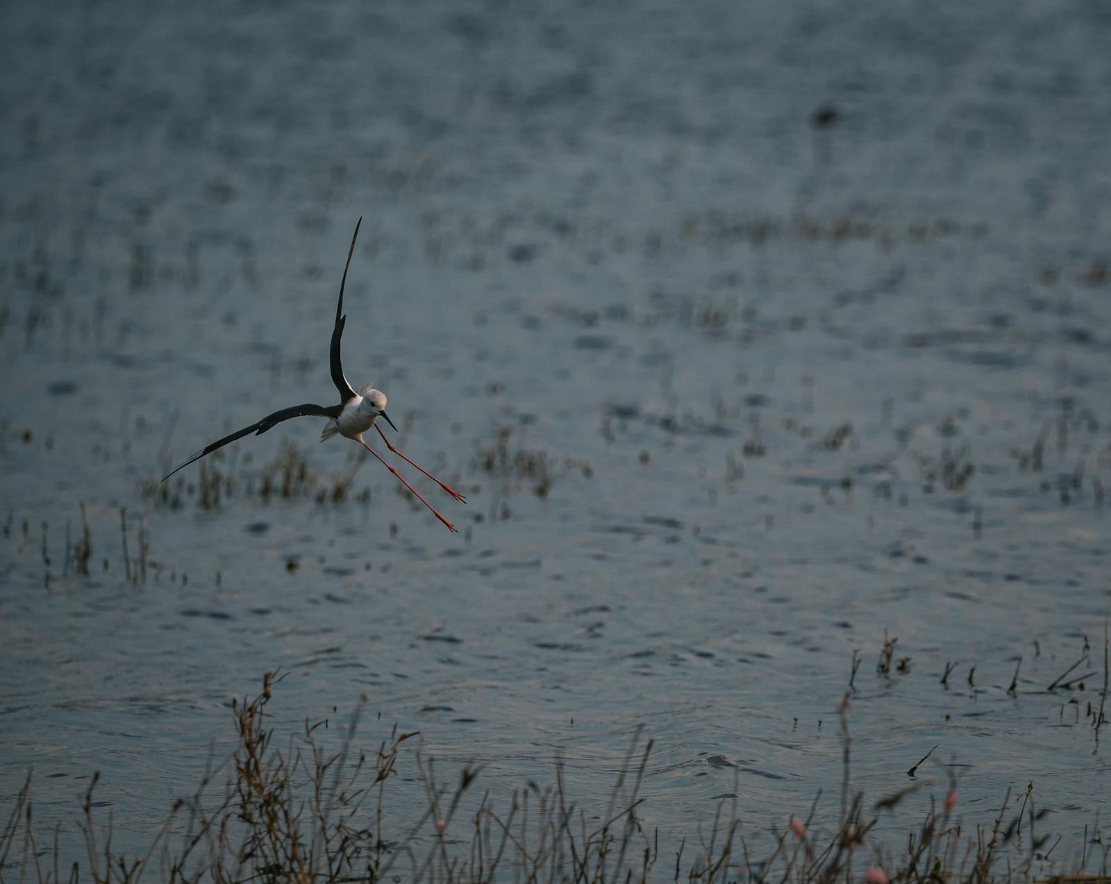 Free Demo Photos, Download The BEST Free Free Demo Stock Photos & HD Images