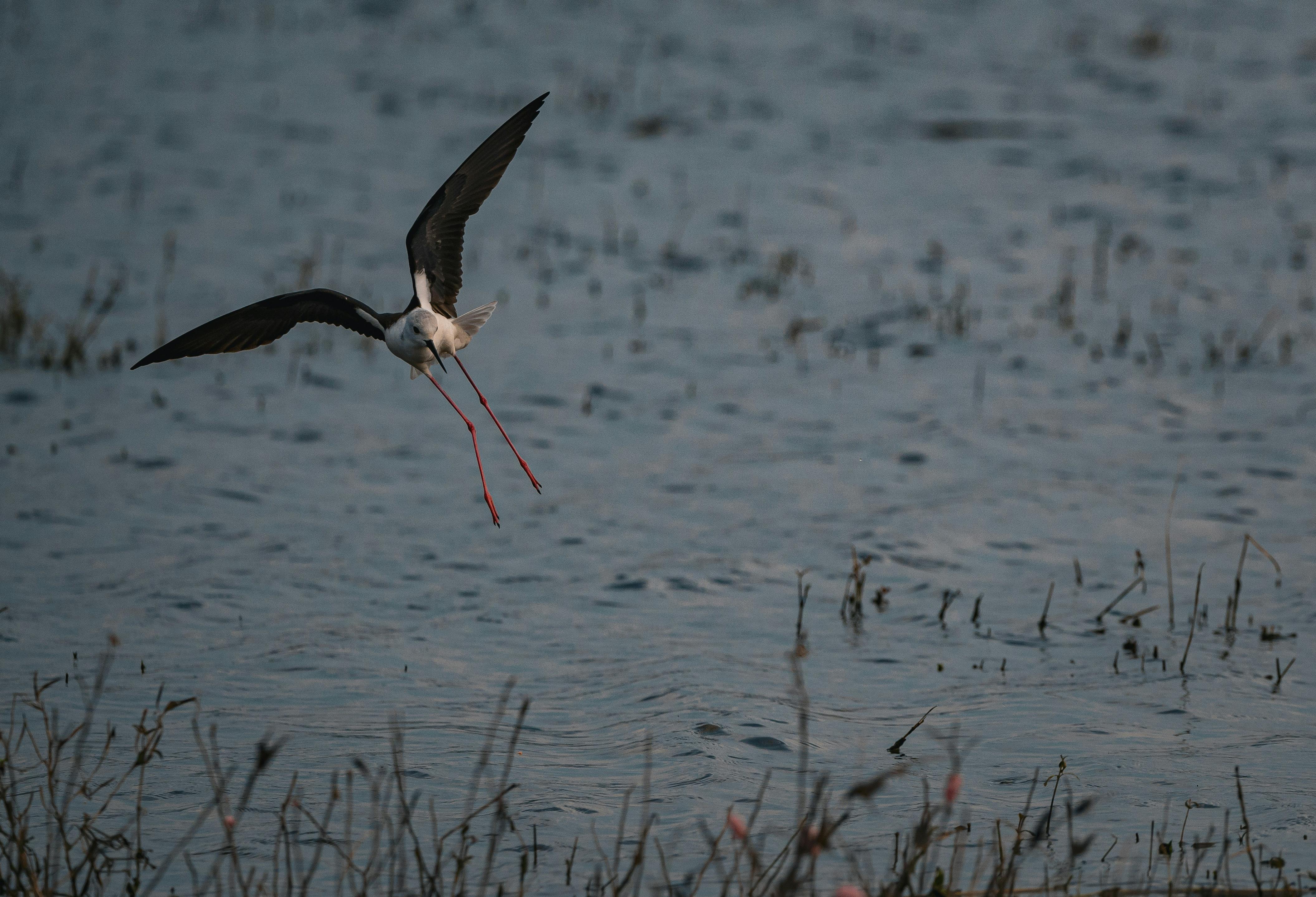 Flap Pictures Photos, Download The BEST Free Flap Pictures Stock Photos ...