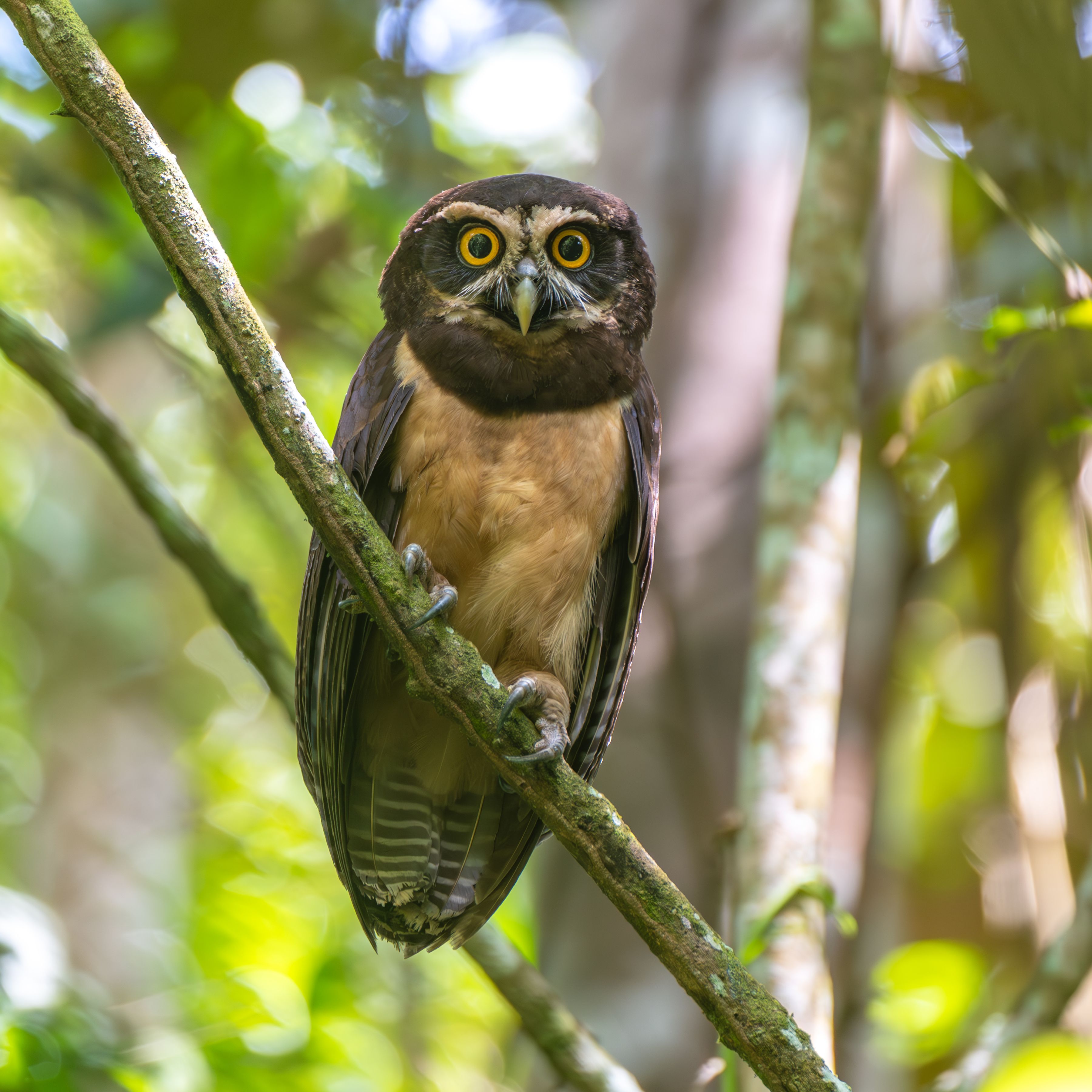 Spectacled Owl Perched in Costa Rican Jungle · Free Stock Photo