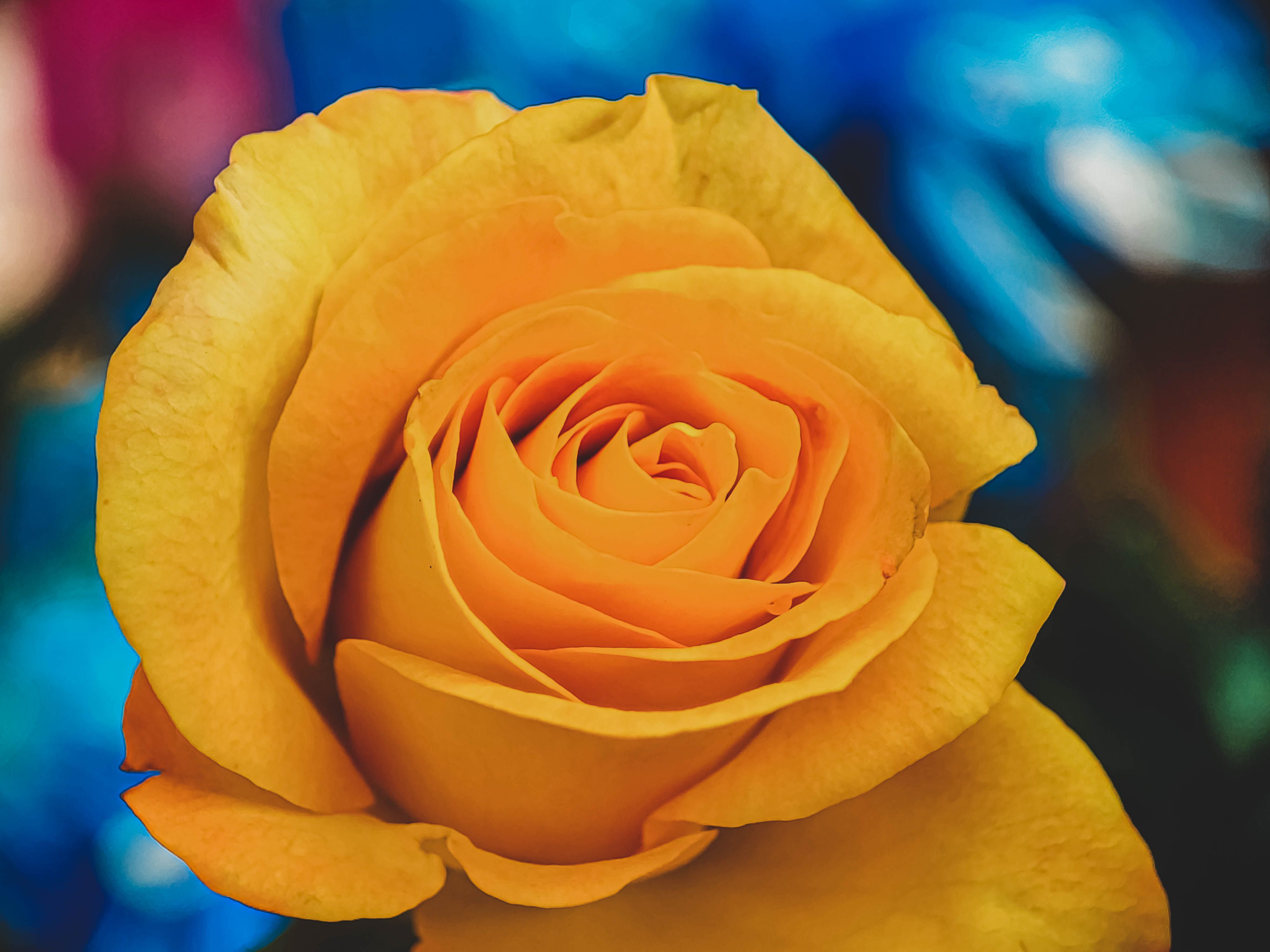 Vibrant Yellow Rose in Full Bloom Close-up · Free Stock Photo