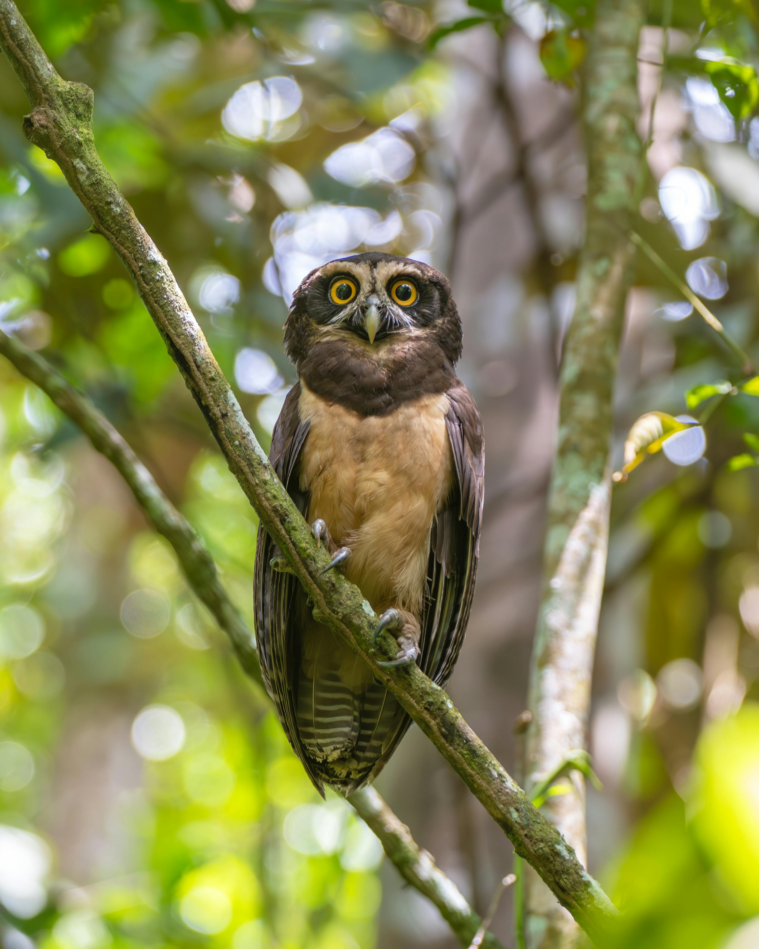 Owl Perched on Tropical Costa Rican Tree Branch · Free Stock Photo