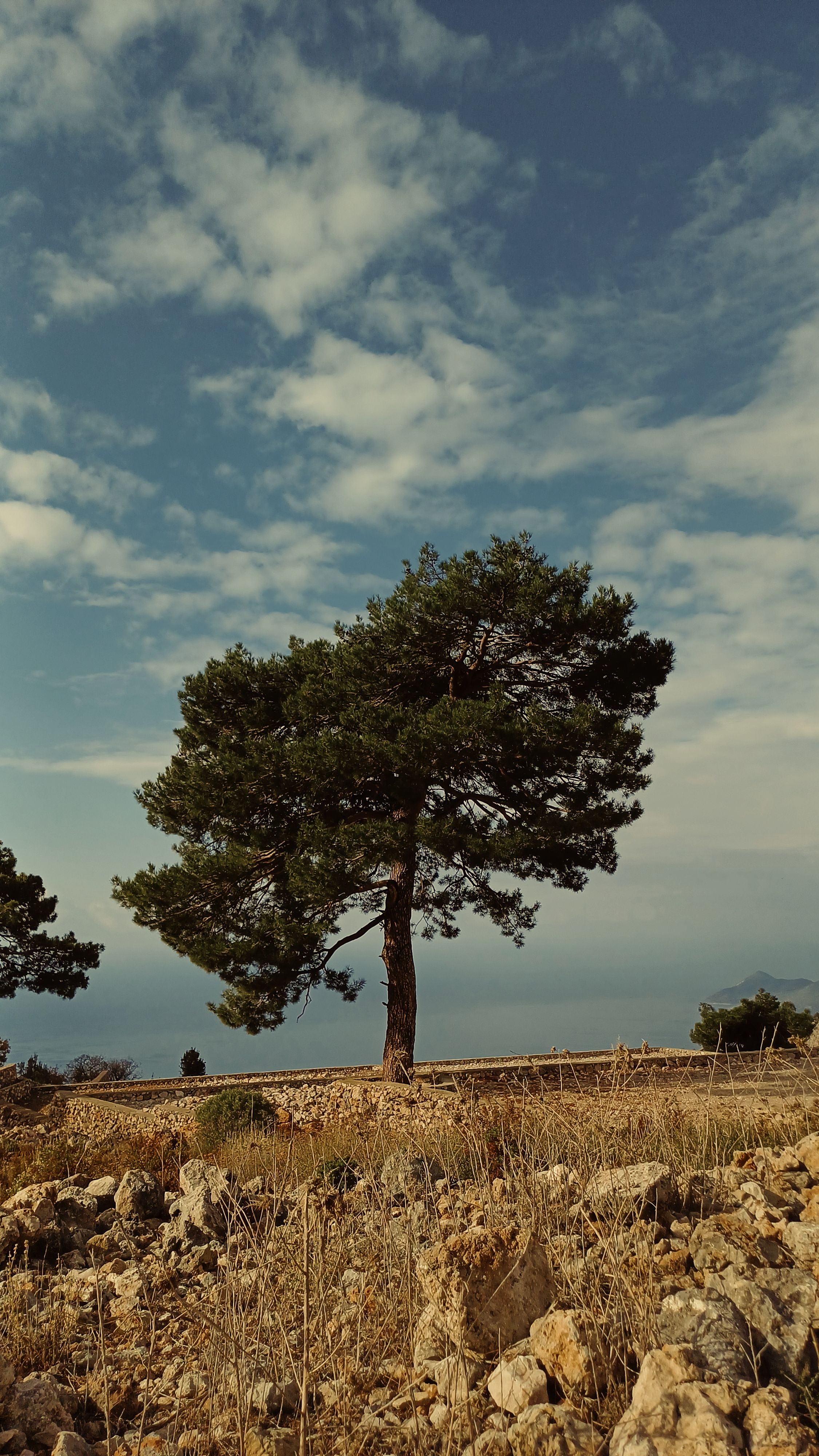 Lonely Pine Tree in Rocky Landscape · Free Stock Photo