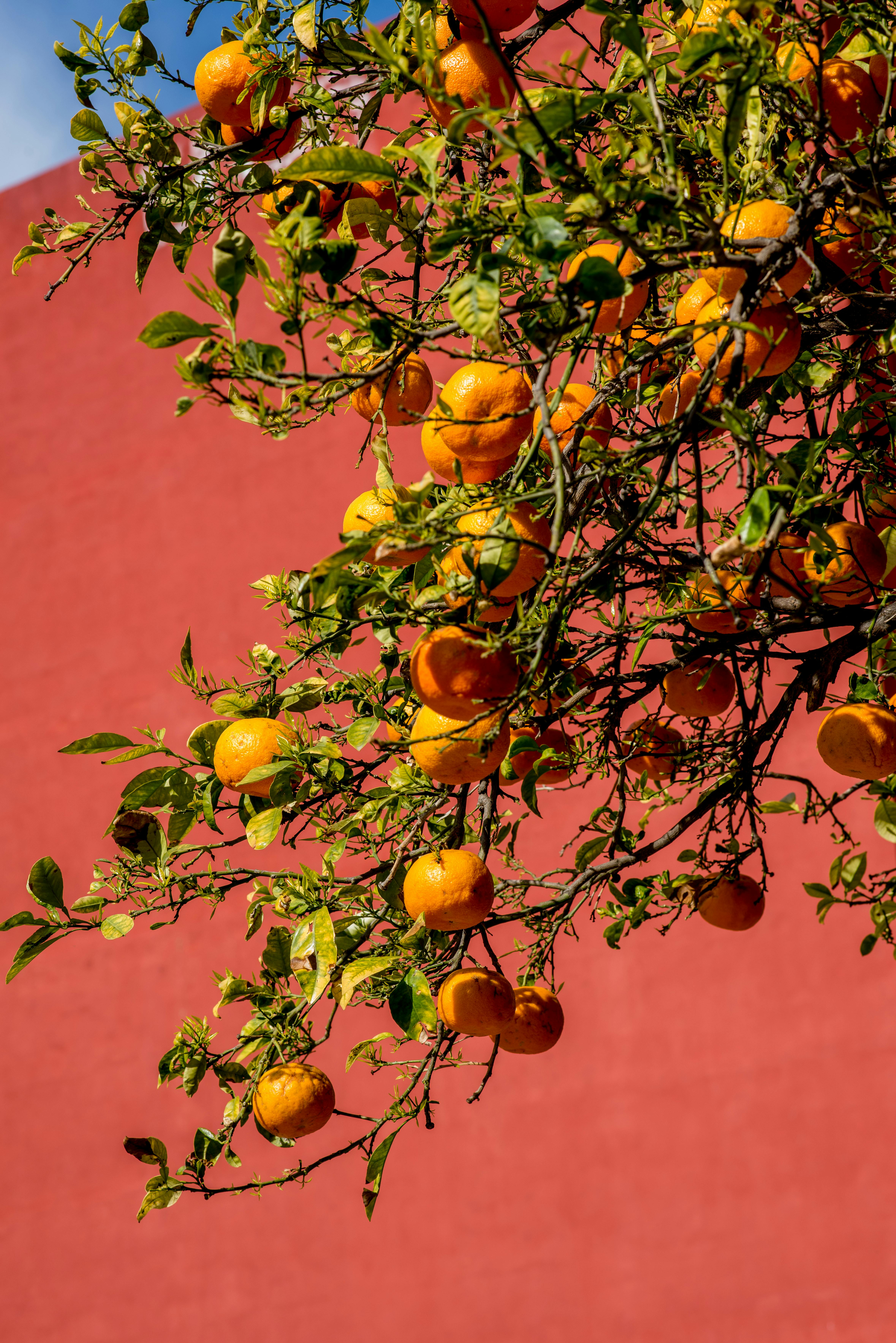 Orange Fruit Tree Wallpaper Photos, Download The BEST Free Orange Fruit ...