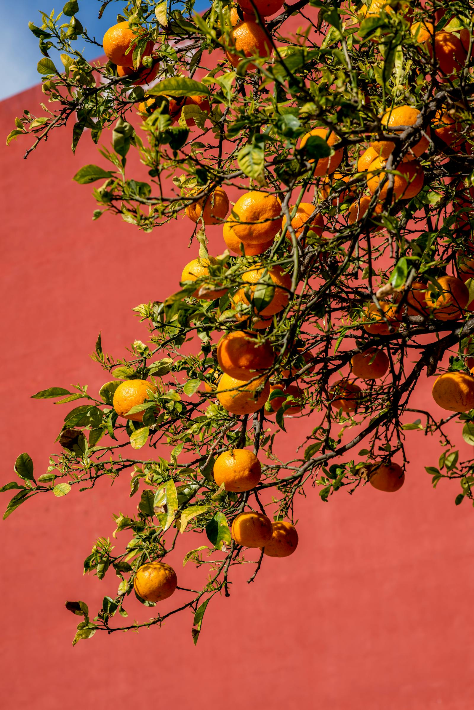 Orange Tree Photos, Download The BEST Free Orange Tree Stock Photos ...