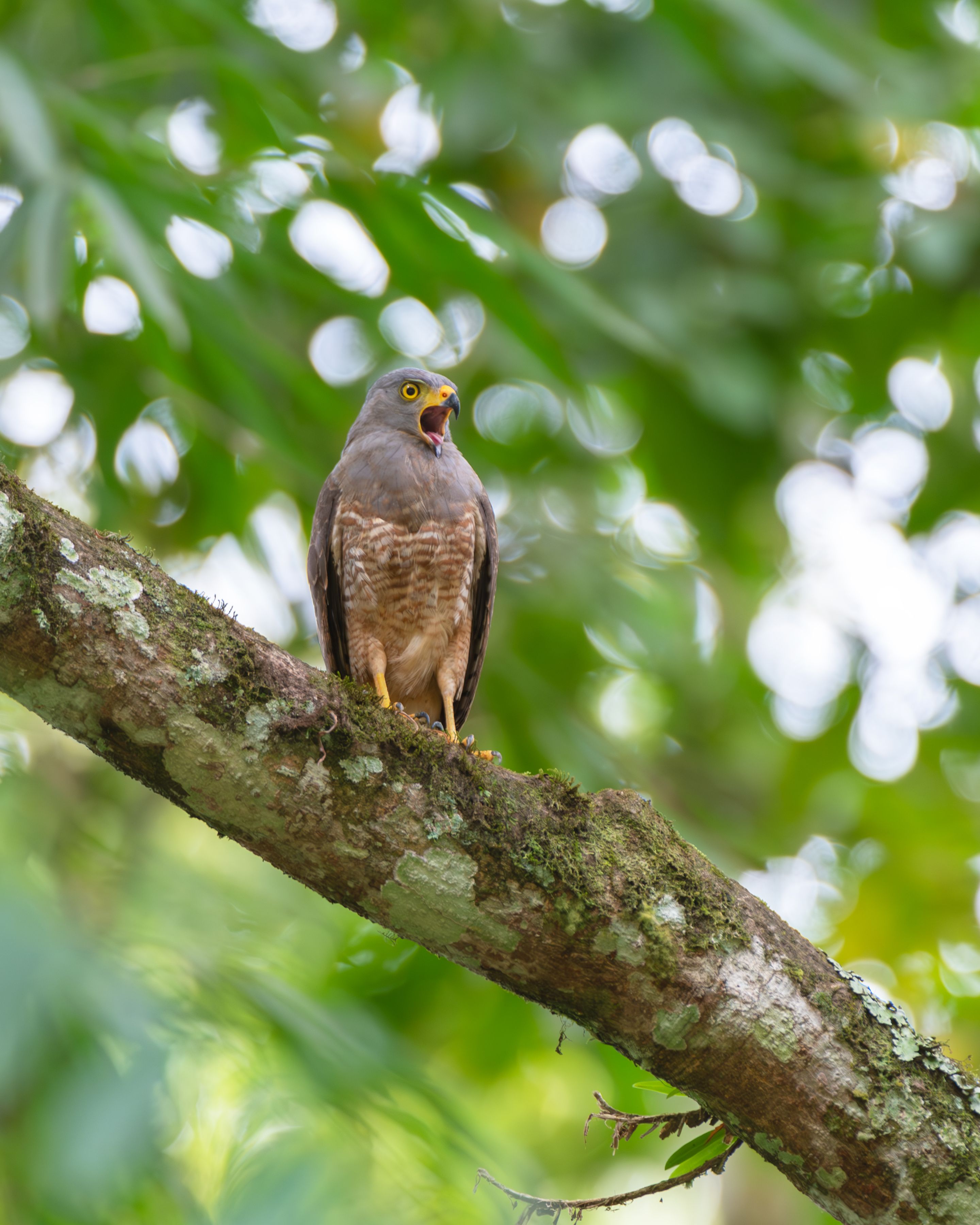 Roadside Hawk Perched on Mossy Tree in Costa Rica · Free Stock Photo