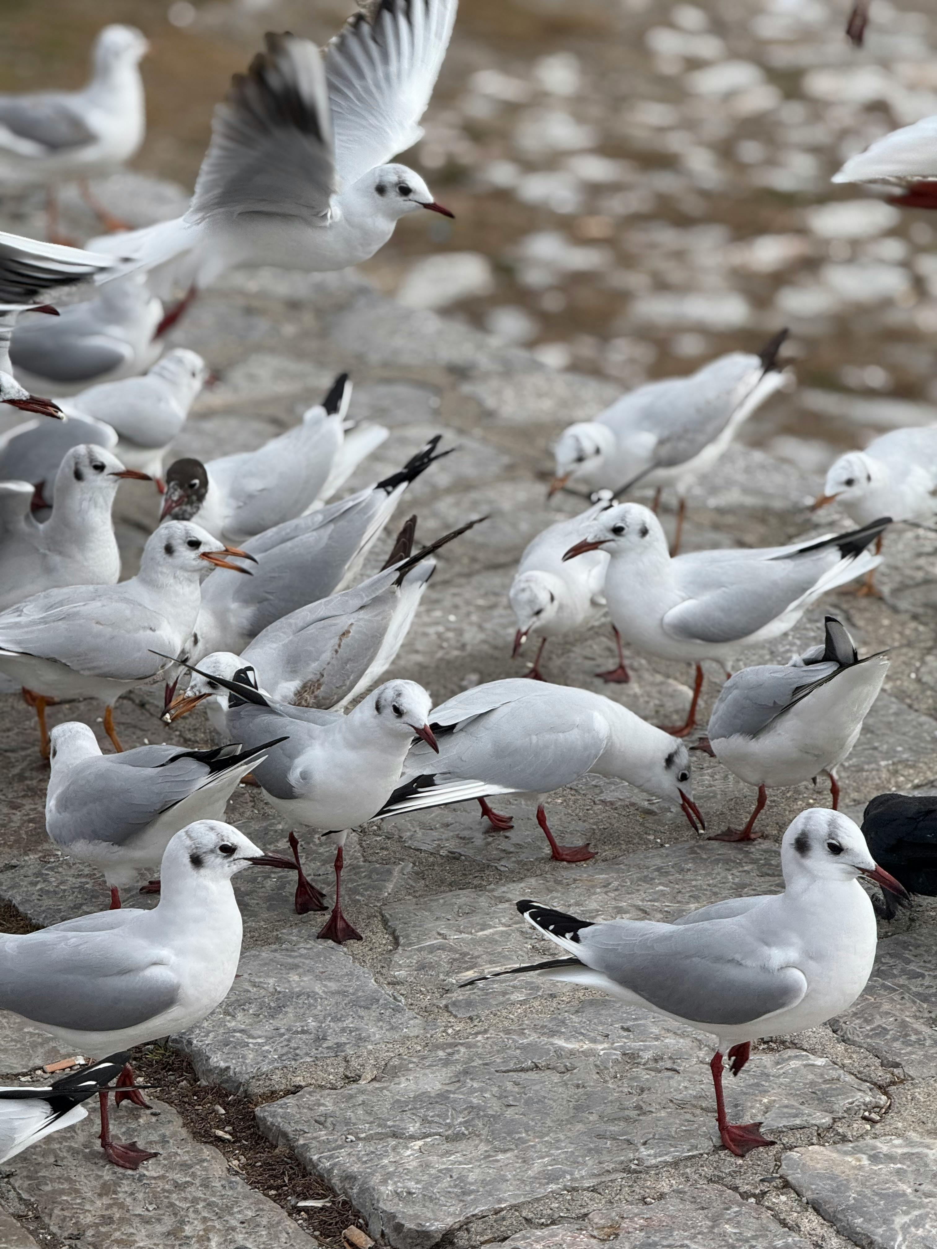 Group of Seagulls on Stone Shoreline · Free Stock Photo