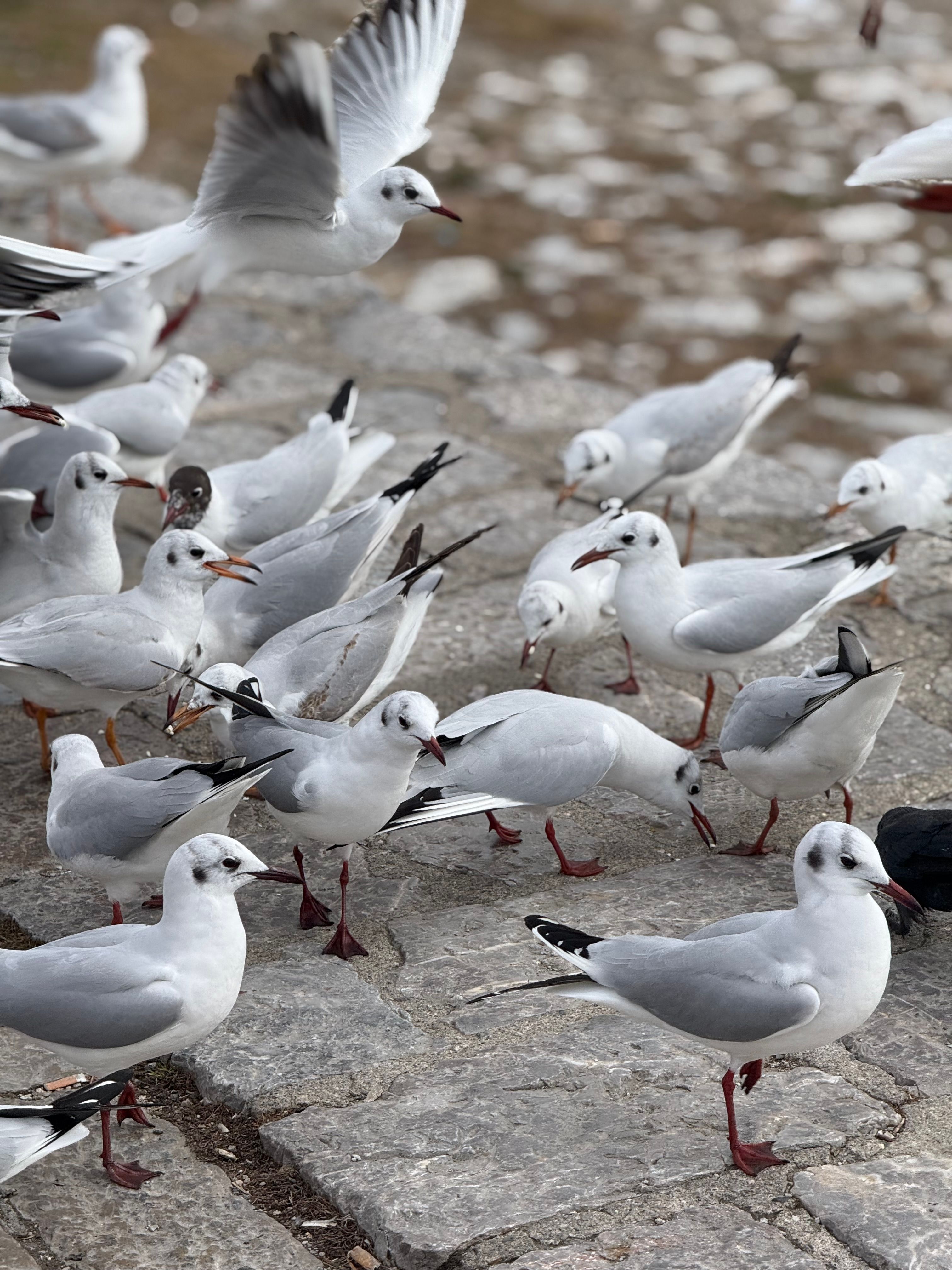 Group of Seagulls on Stone Shoreline · Free Stock Photo
