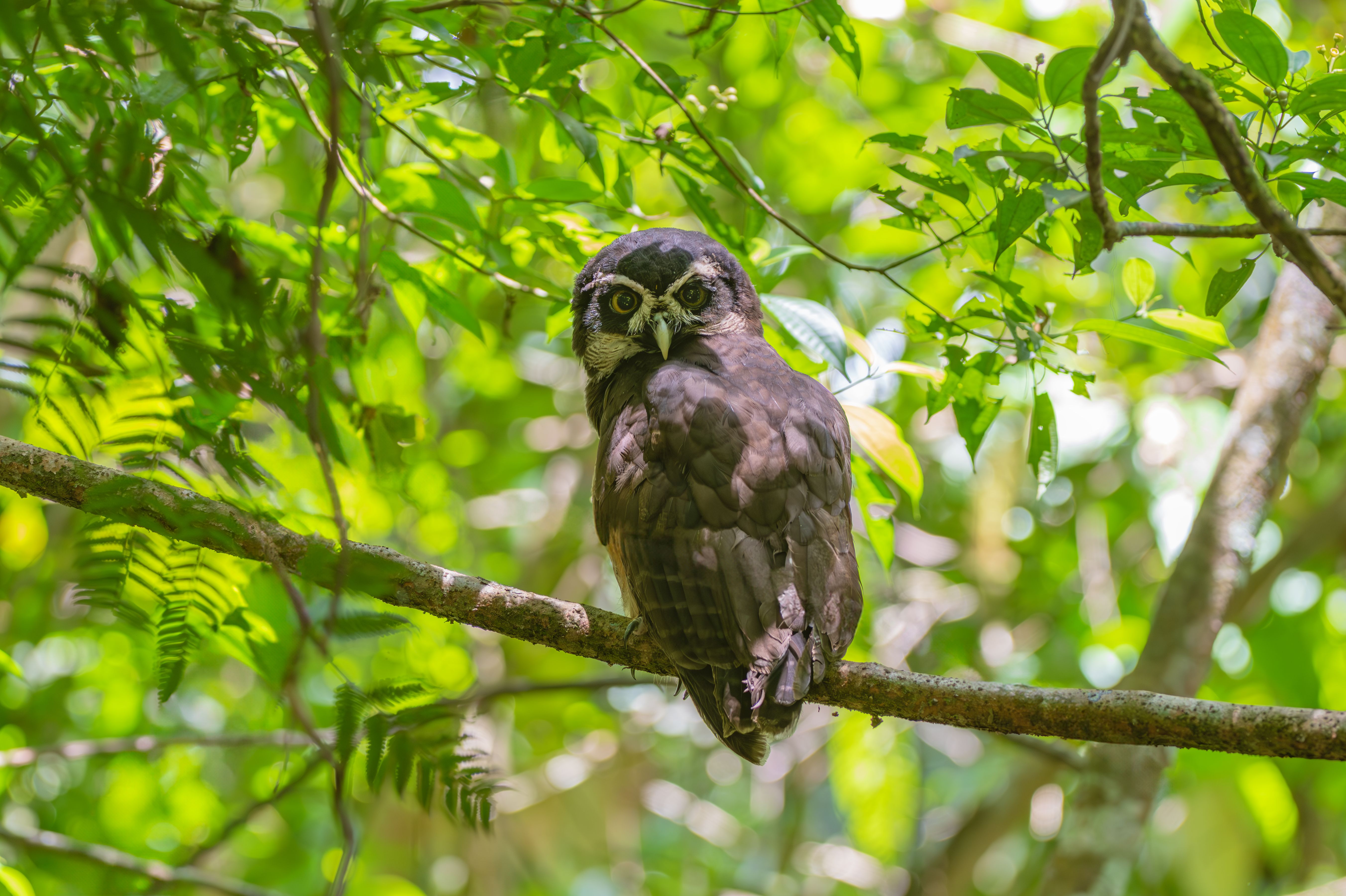 Spectacled Owl in Costa Rican Rainforest · Free Stock Photo