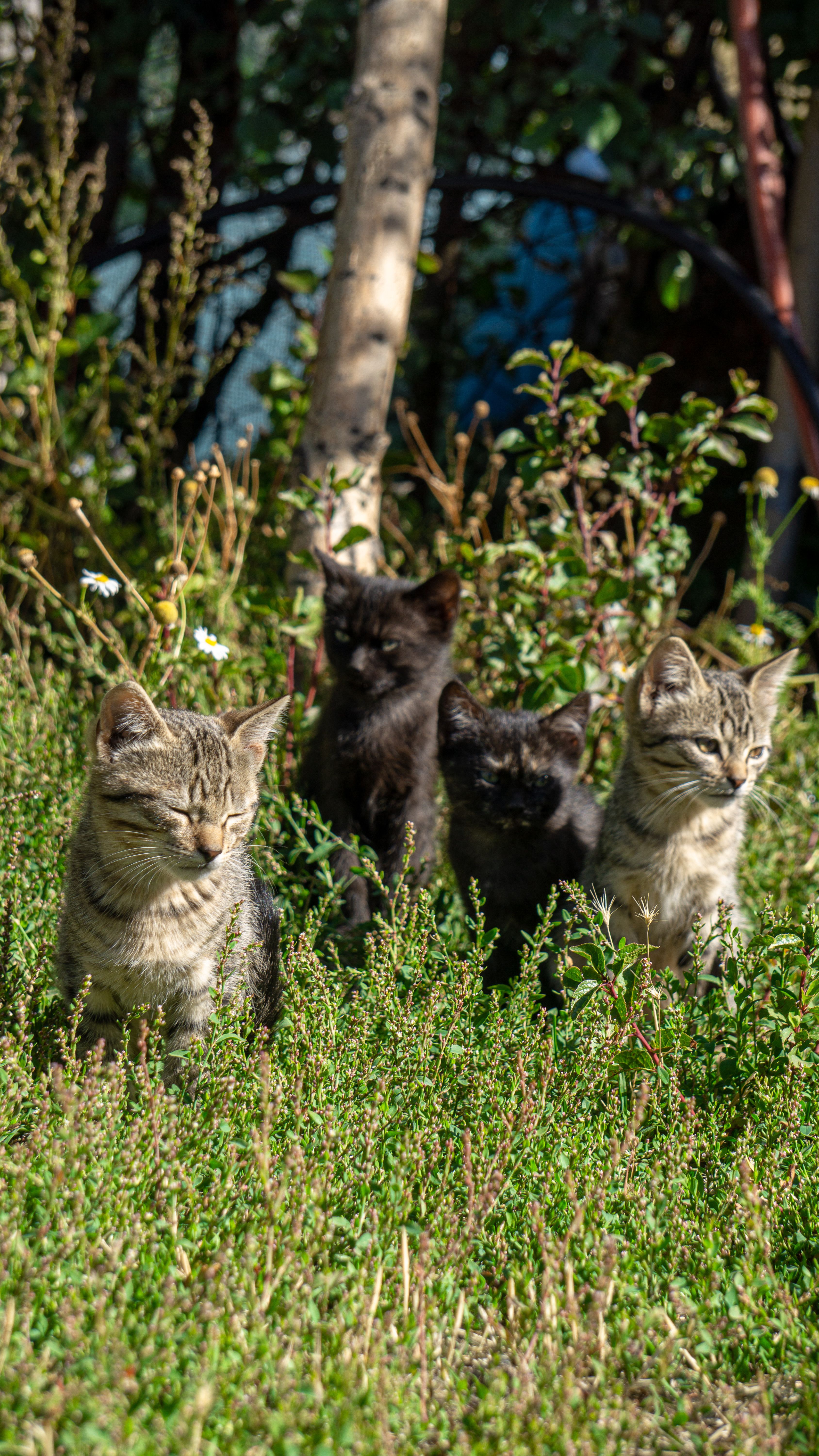 Cute Cats Hospital Photos, Download The BEST Free Cute Cats Hospital ...