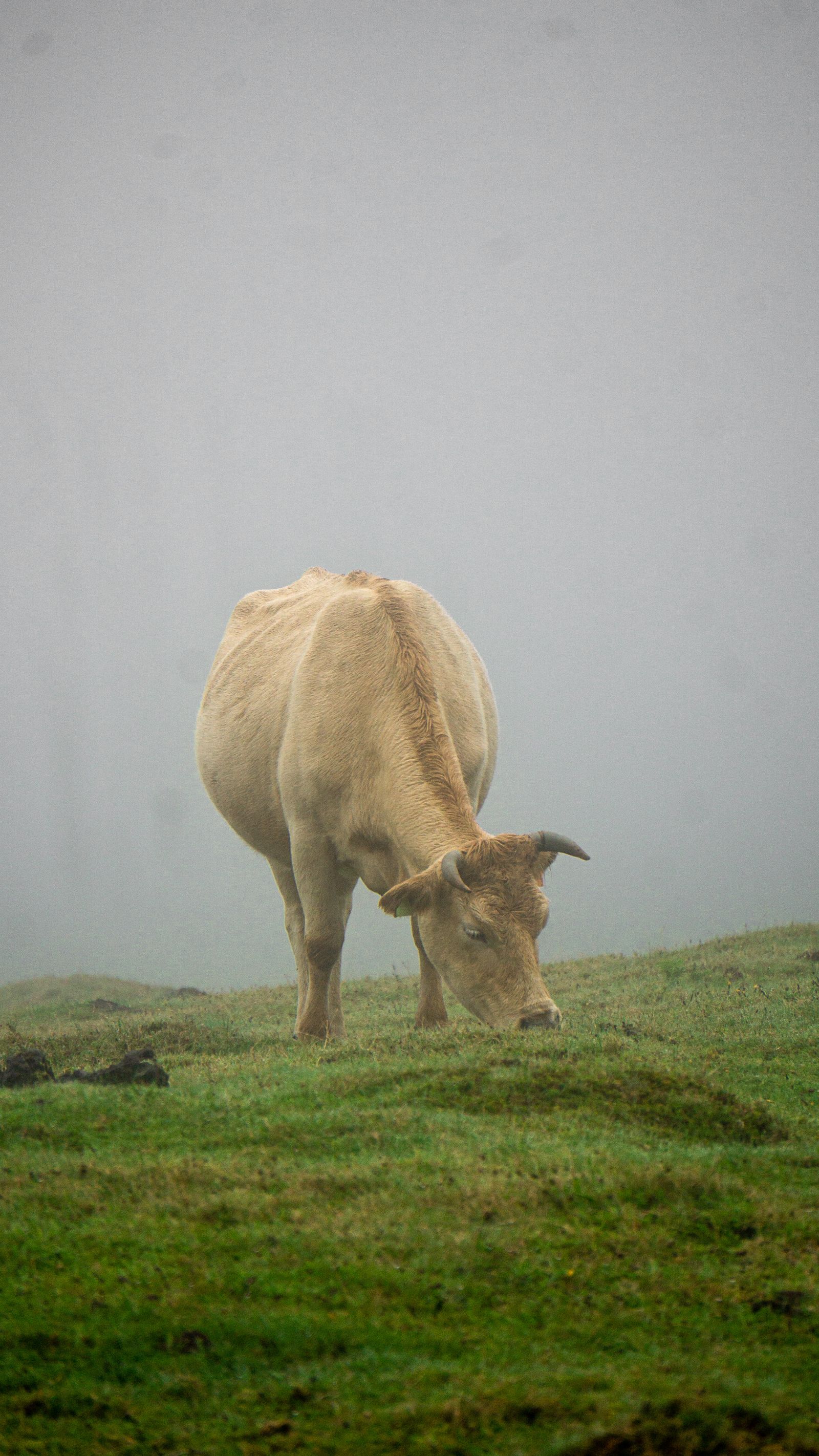 4k Cow Wallpaper Photos, Download The BEST Free 4k Cow Wallpaper Stock ...