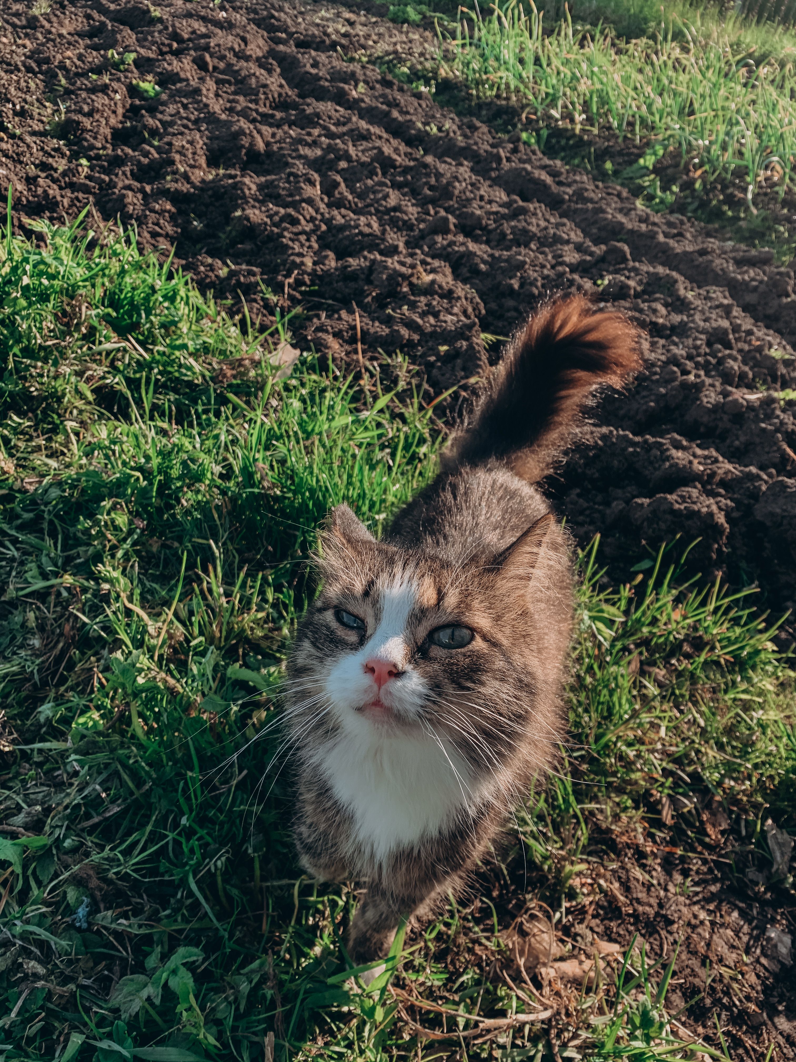 Playful Cat in Sunny Garden Setting · Free Stock Photo
