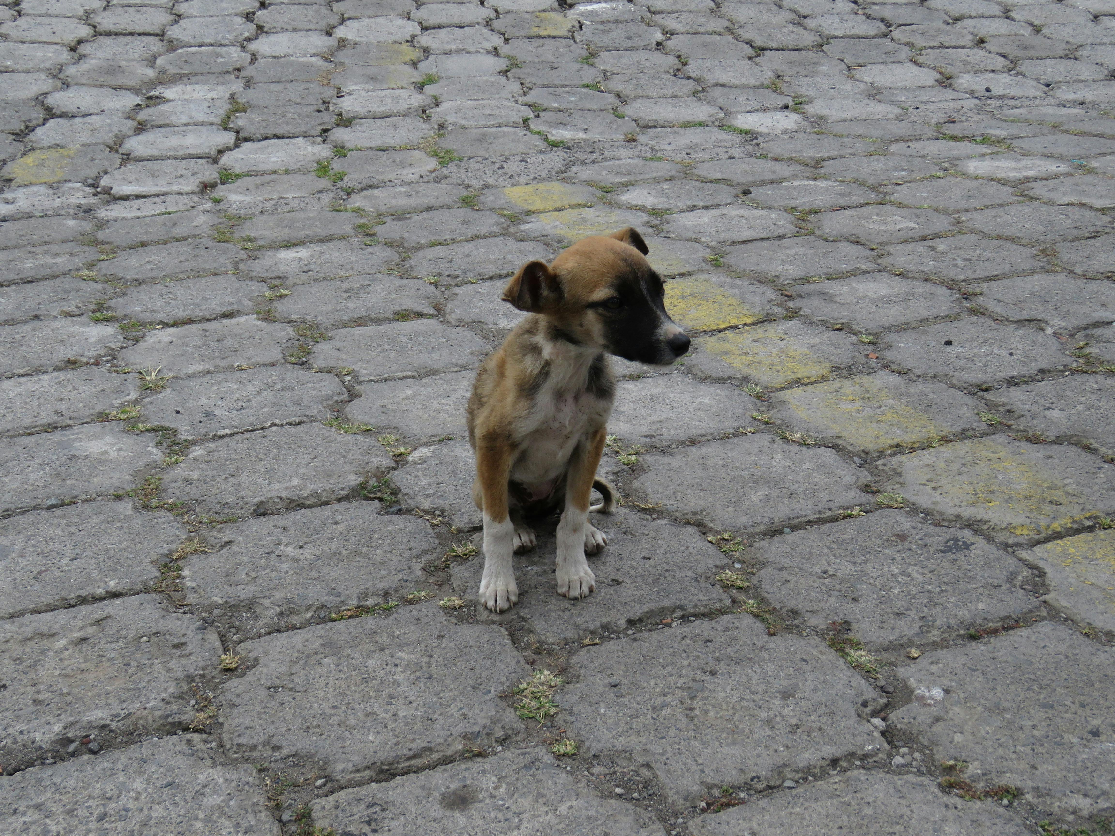 Kostenloses Foto zum Thema: affe, affe sitzend, auge