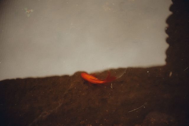 A Comprehensive Guide to Goldfish Breeds and Their Varieties