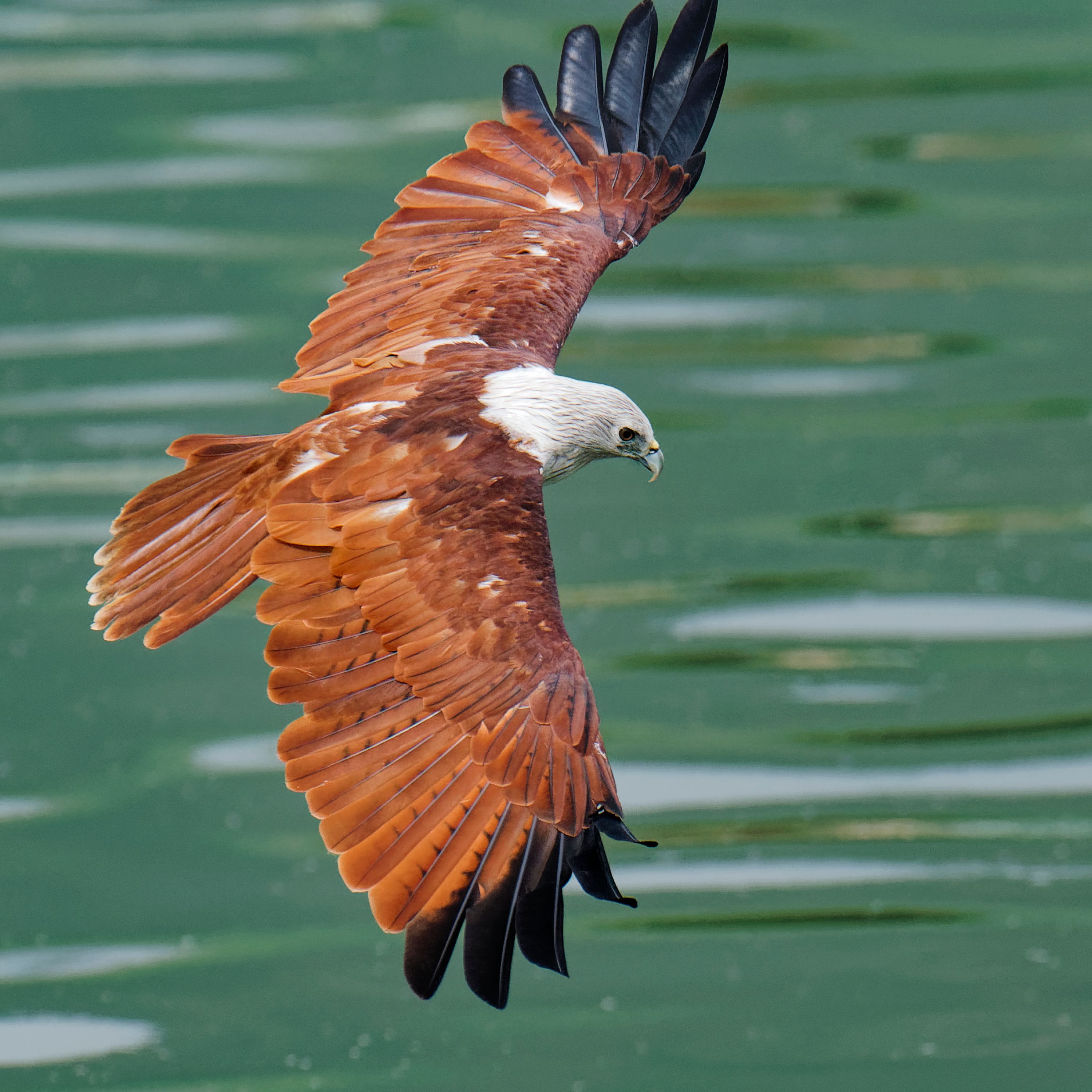 Flying Bald Eagles Photos, Download The BEST Free Flying Bald Eagles ...