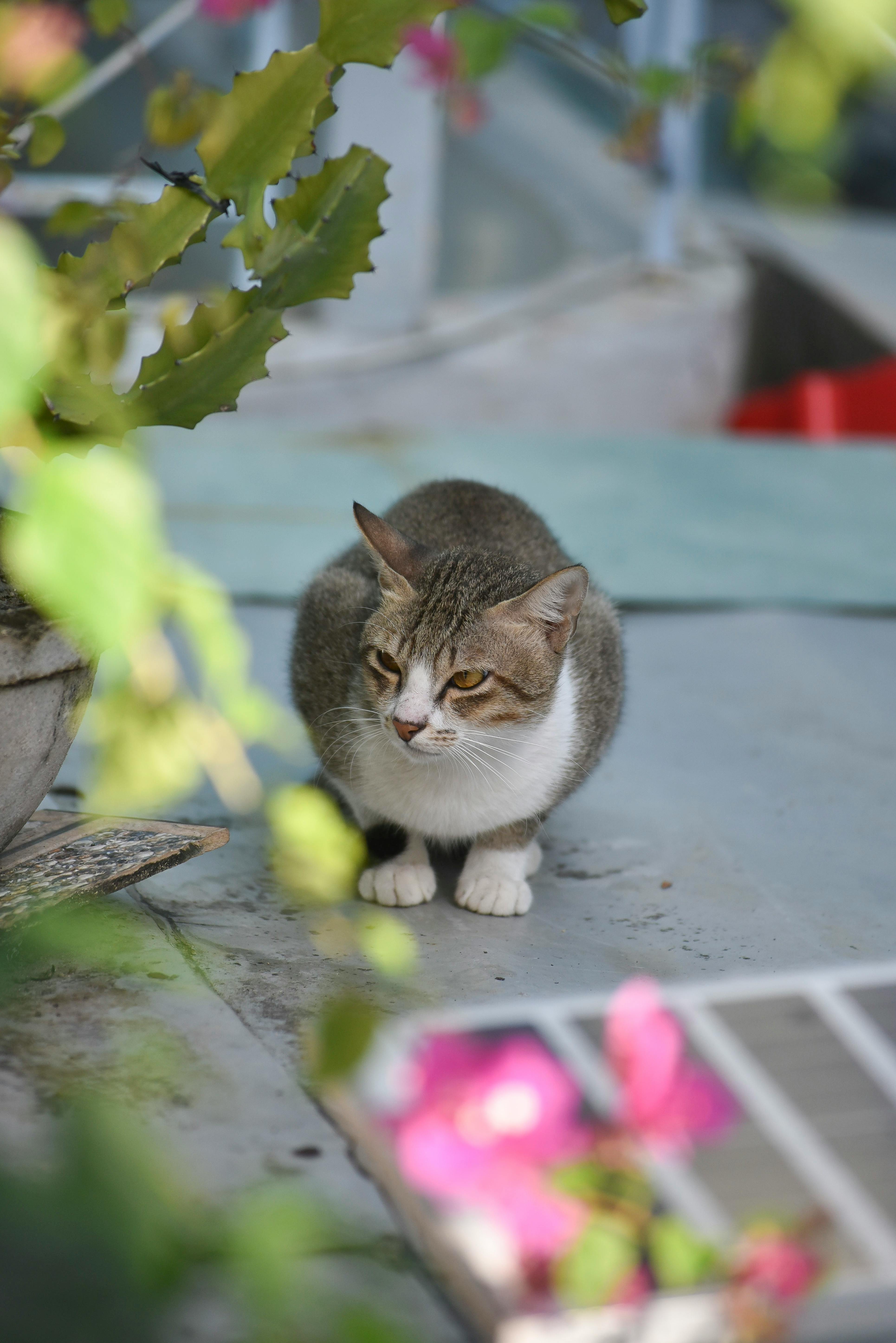 Cat Hoa Photos, Download The BEST Free Cat Hoa Stock Photos & HD Images