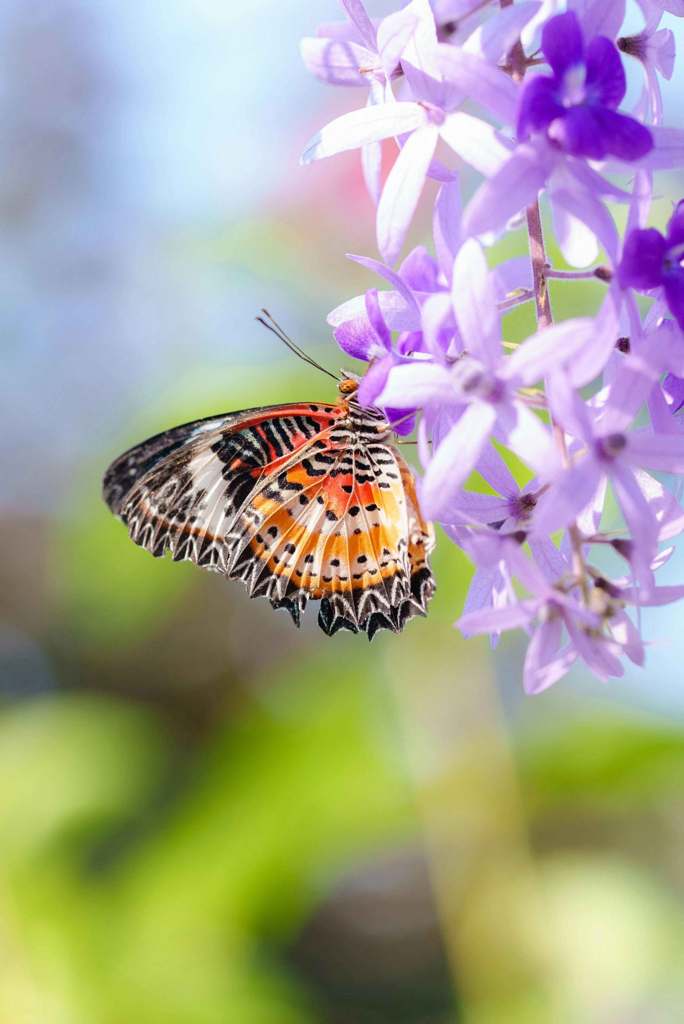 Flower Fream Background Photos, Download The BEST Free Flower Fream ...