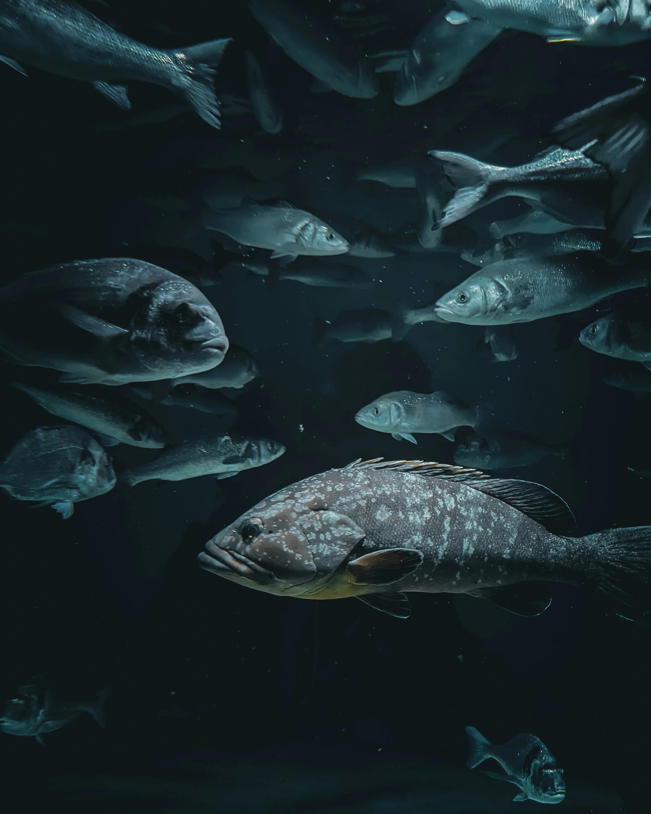 Gray Fish Illustration · Free Stock Photo