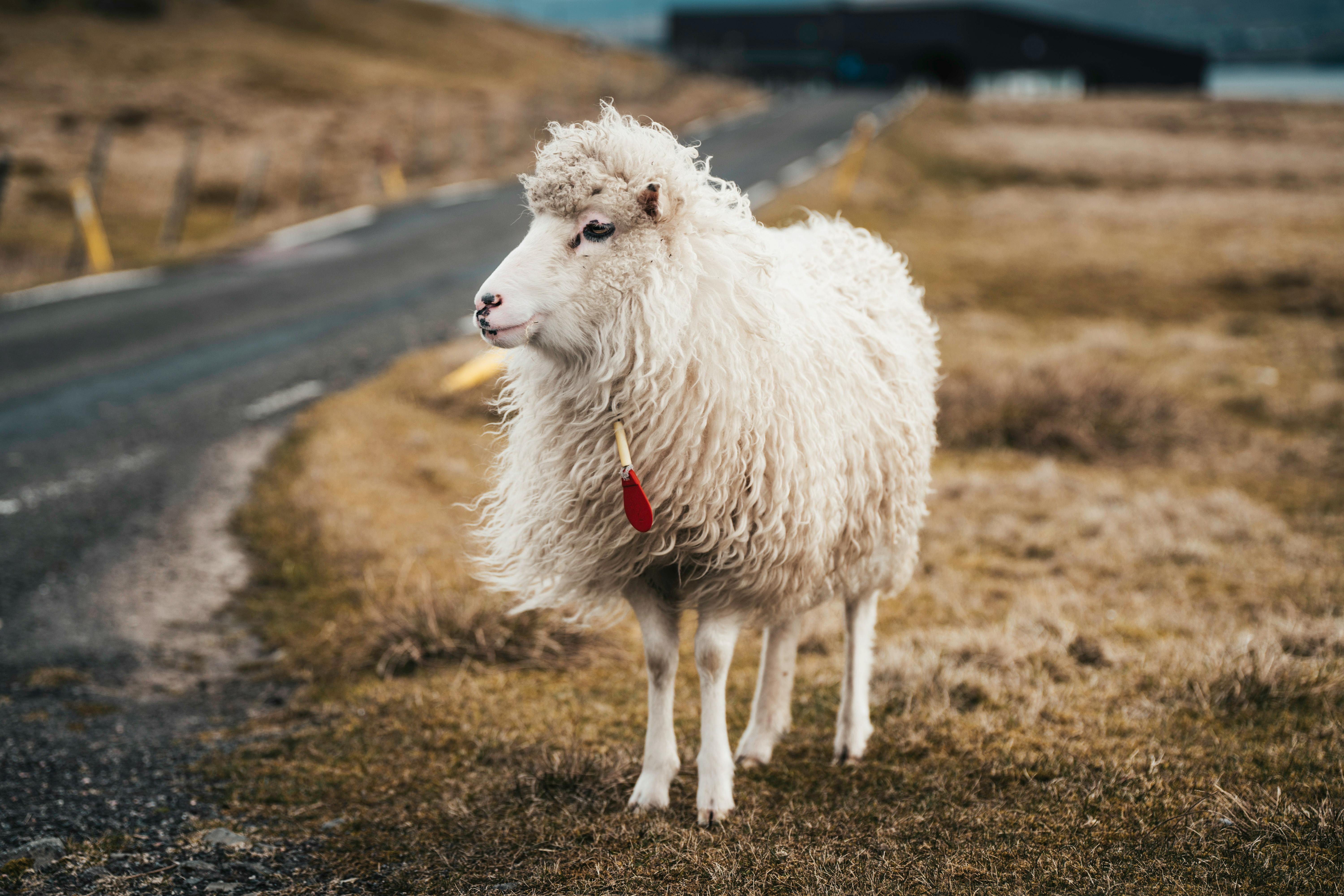 Fluffy Sheep Standing on Rural Roadside · Free Stock Photo