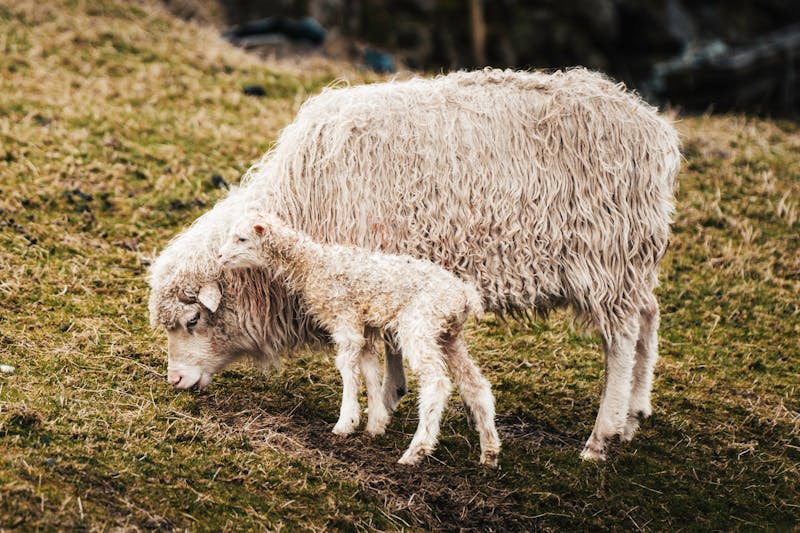 Katahdin Sheep Photos, Download The BEST Free Katahdin Sheep Stock ...