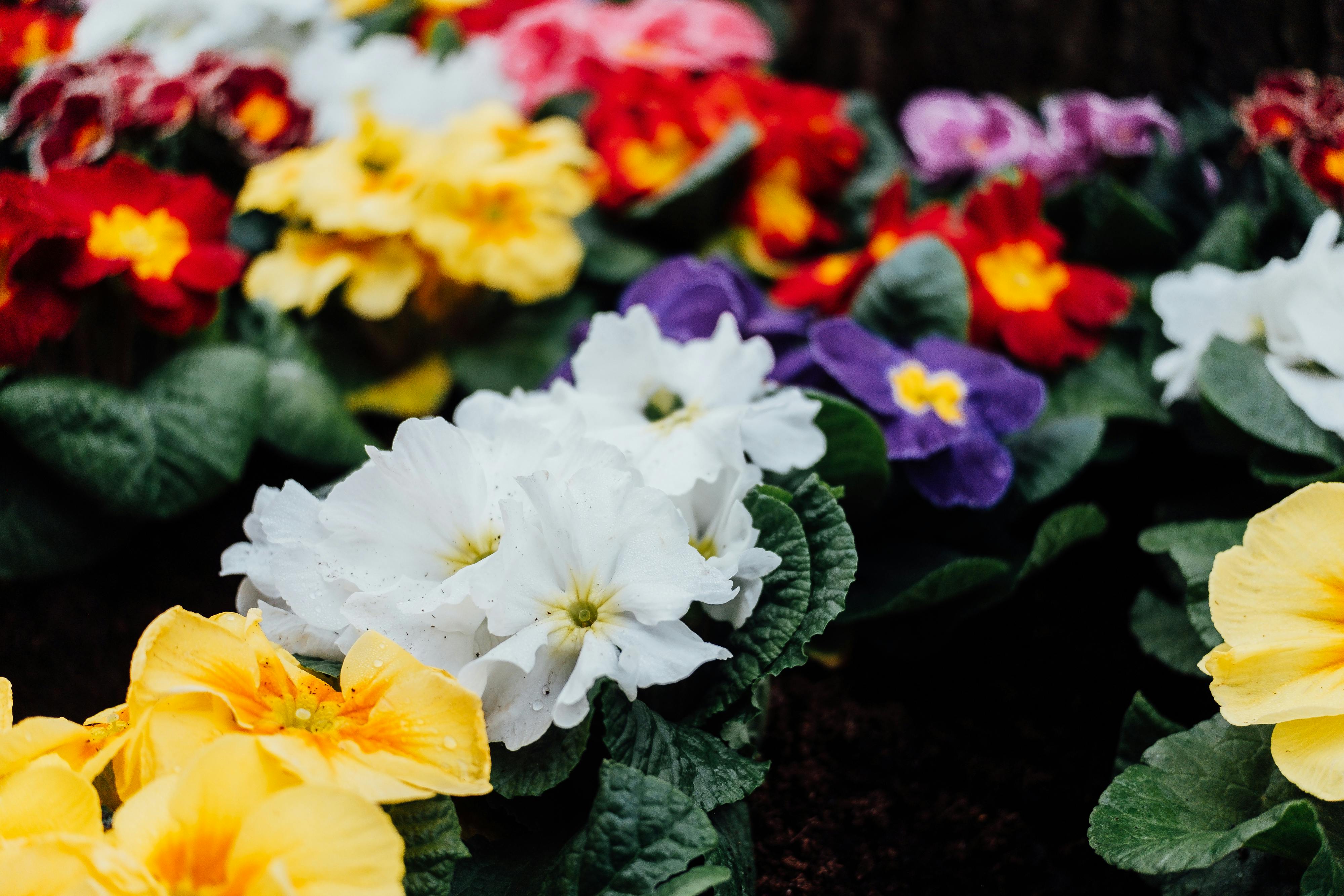 Colorful Array of Vibrant Primrose Flowers · Free Stock Photo