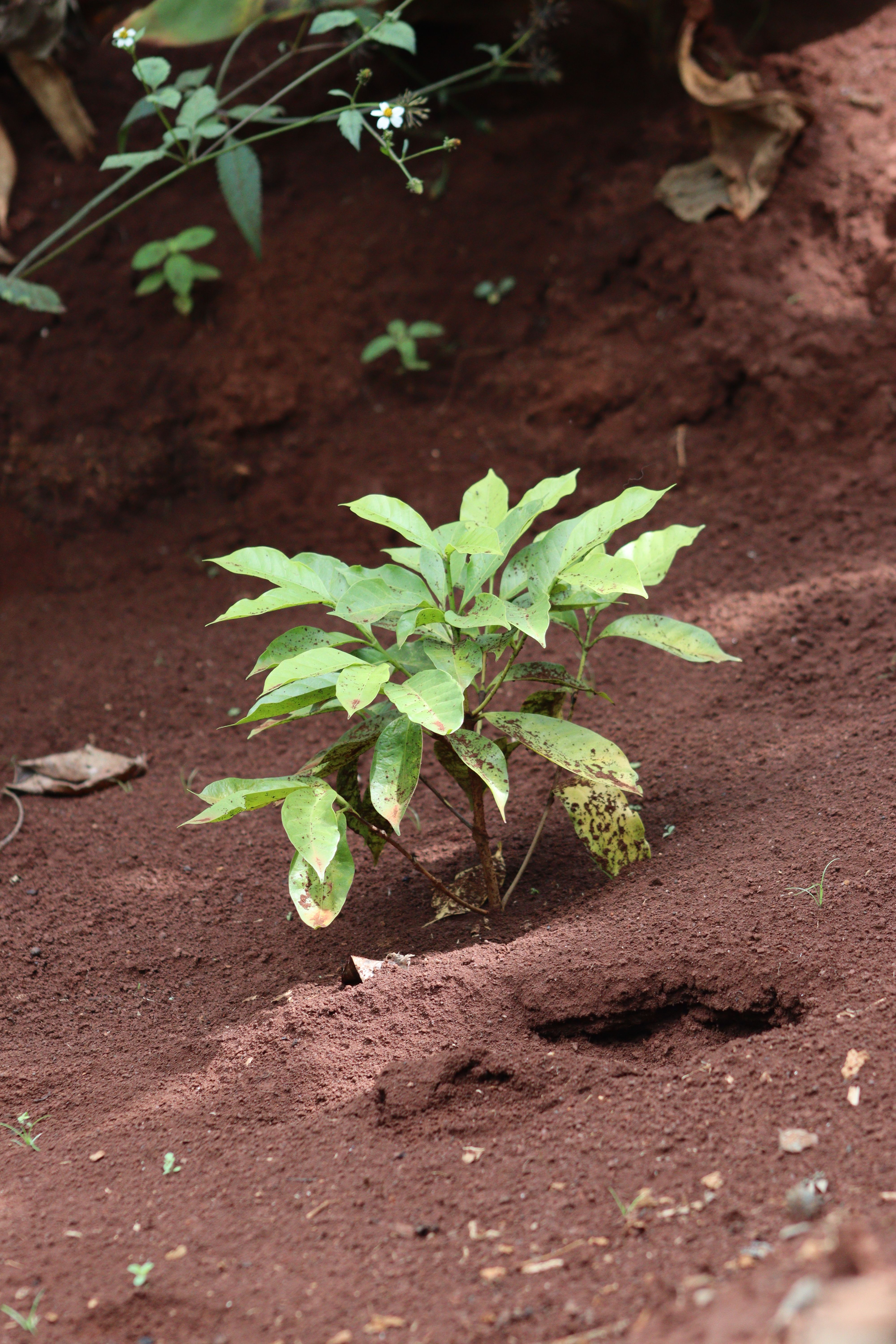 Plant Sapling Photos, Download The BEST Free Plant Sapling Stock Photos ...