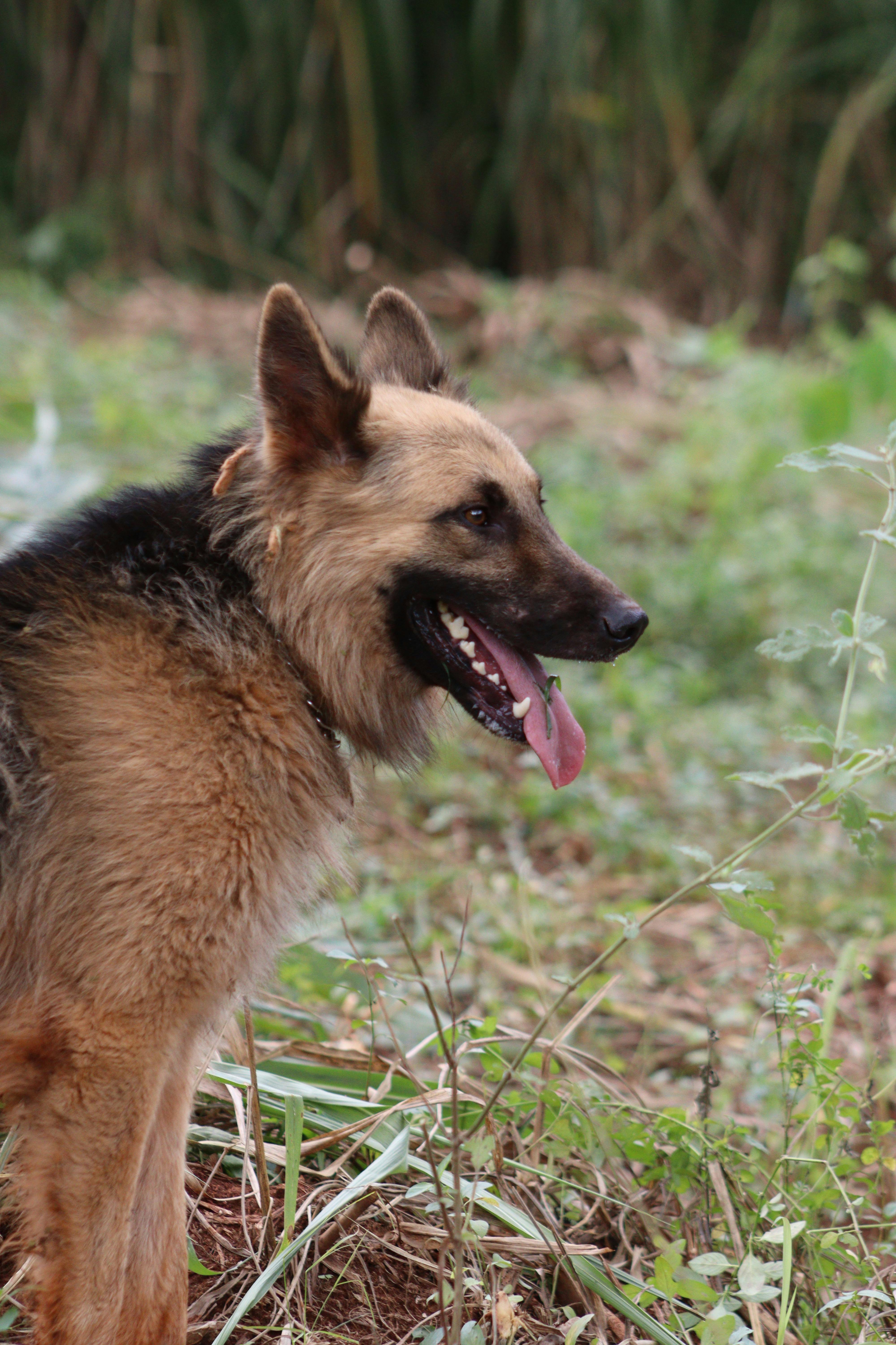 Inhibited Temperament Photos, Download The BEST Free Inhibited ...