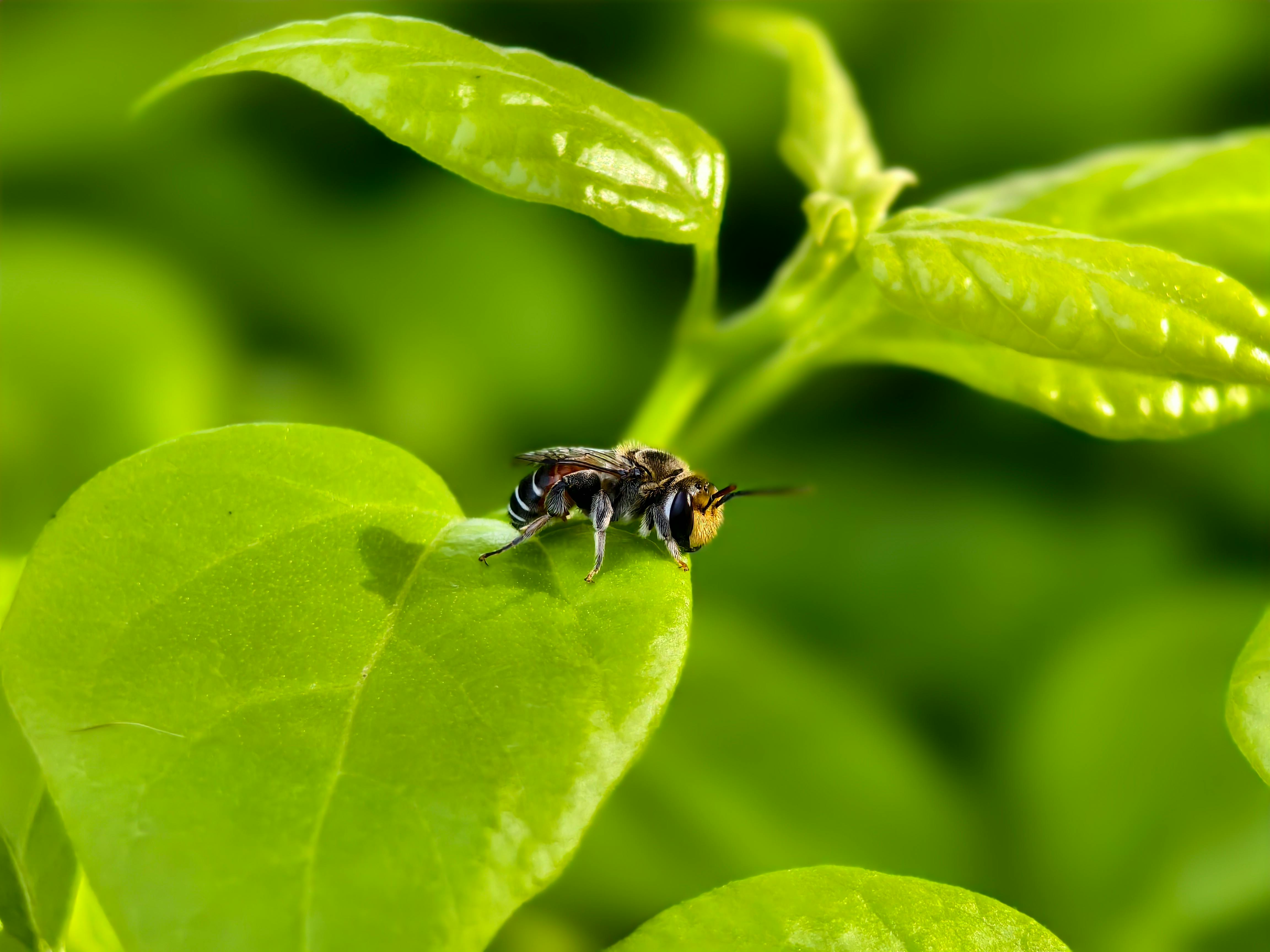 Insect Extinction Photos, Download The BEST Free Insect Extinction ...