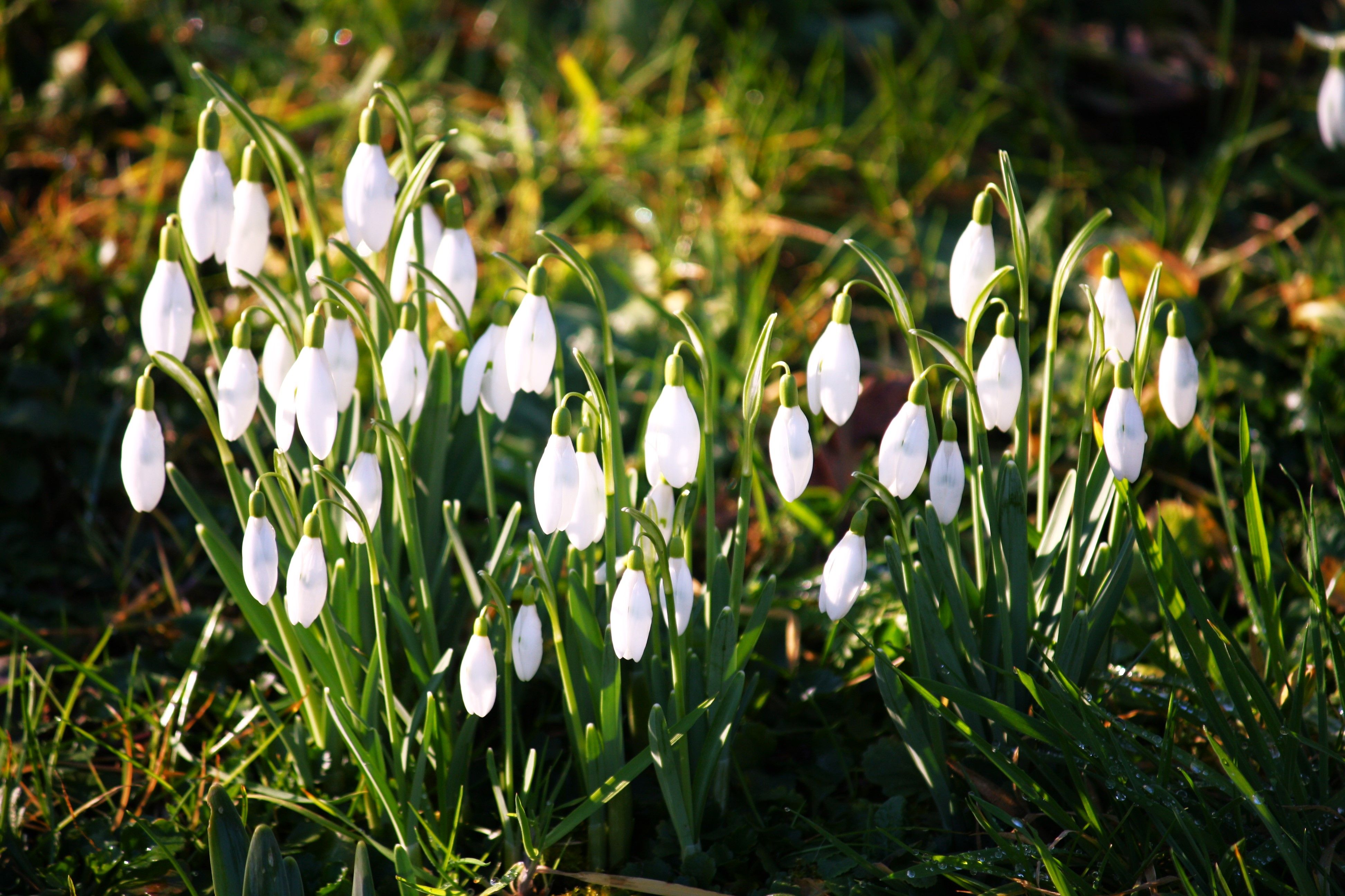 Beautiful Snowdrops in Spring Garden · Free Stock Photo