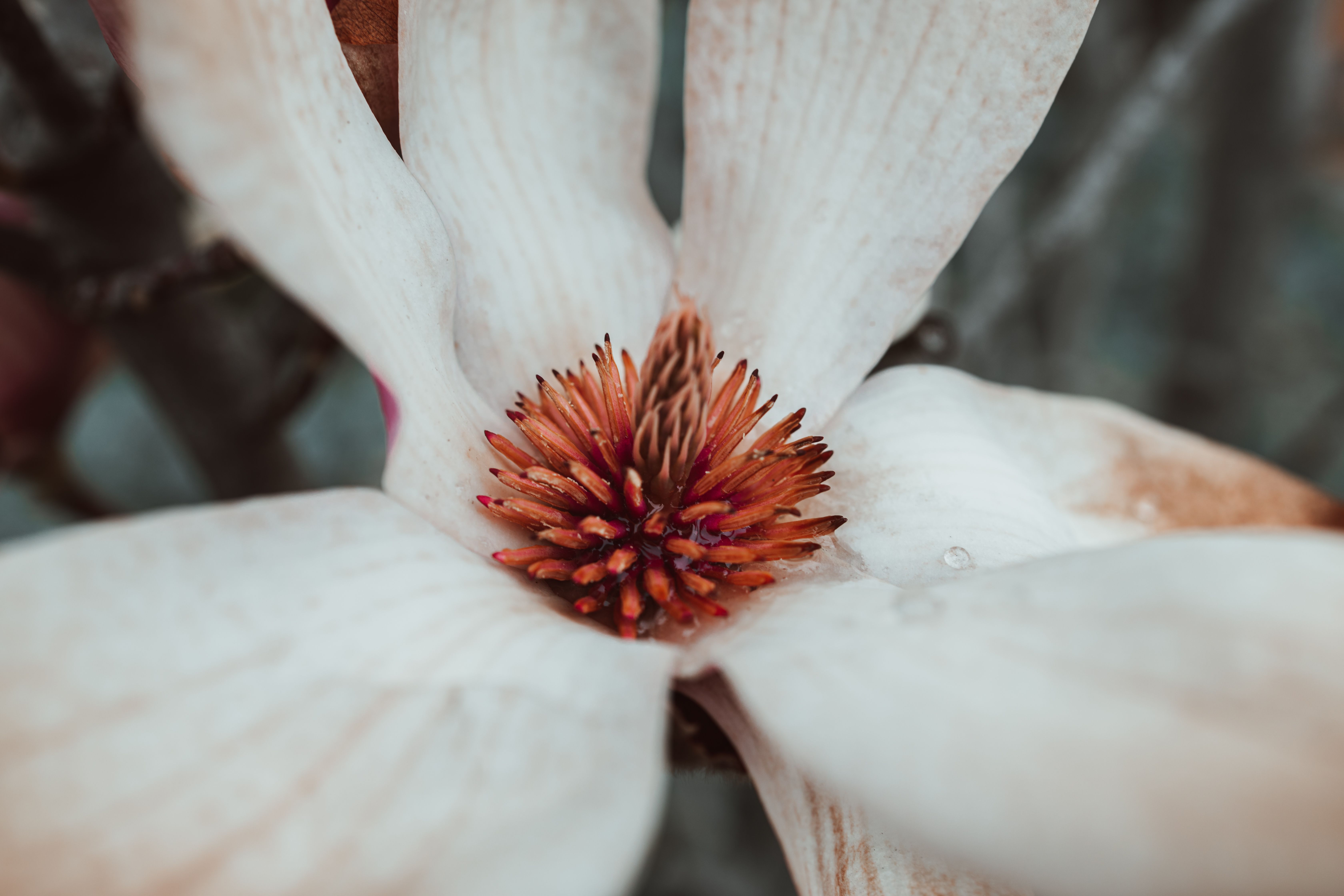 Close-Up of Magnolia Flower in Soft Light · Free Stock Photo