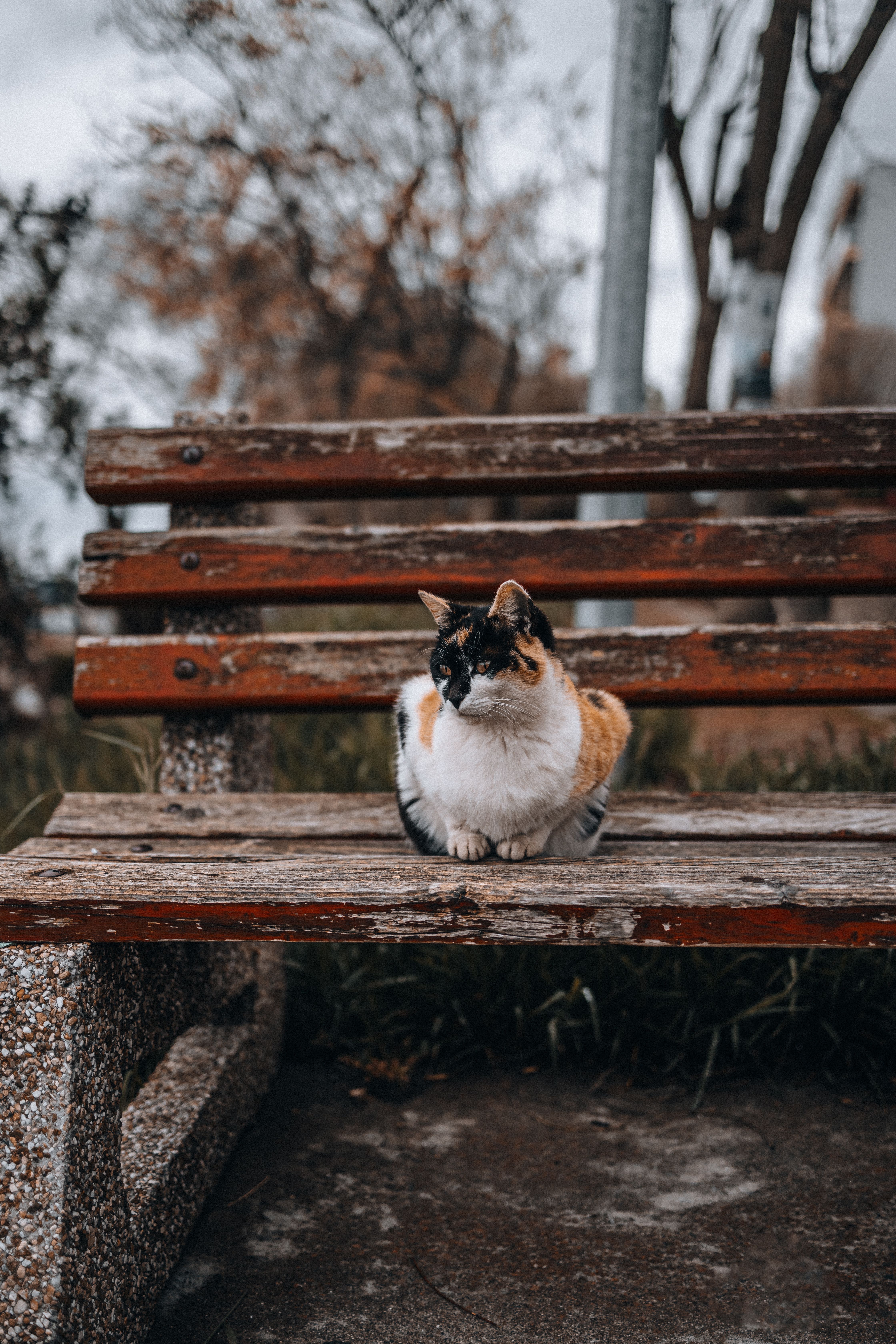 Tricolor Cat Resting on Weathered Park Bench · Free Stock Photo