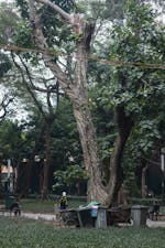 Old Tree Photos, Download The BEST Free Old Tree Stock Photos & HD Images