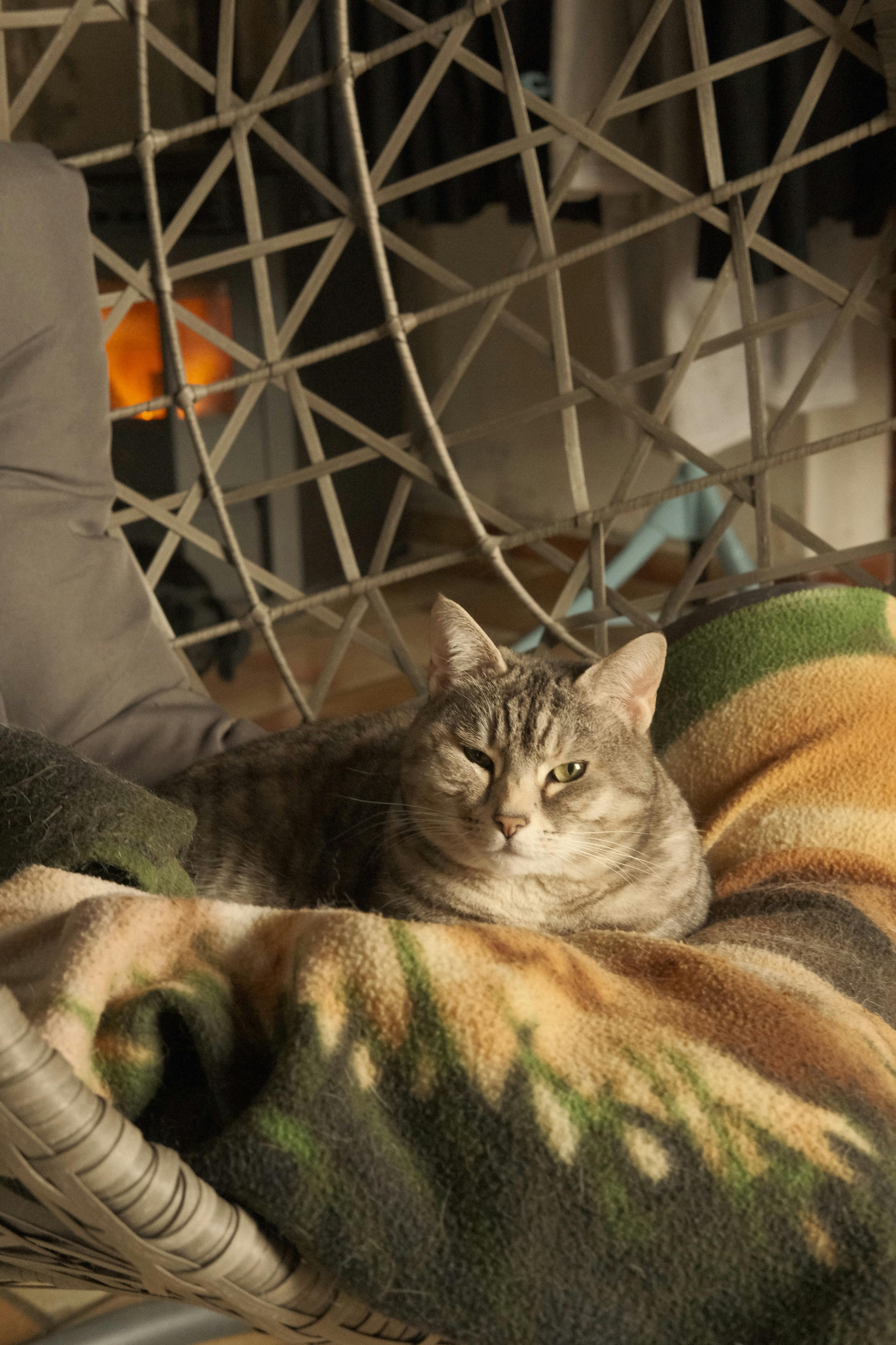 Tet Plush Photos, Download The BEST Free Tet Plush Stock Photos & HD Images