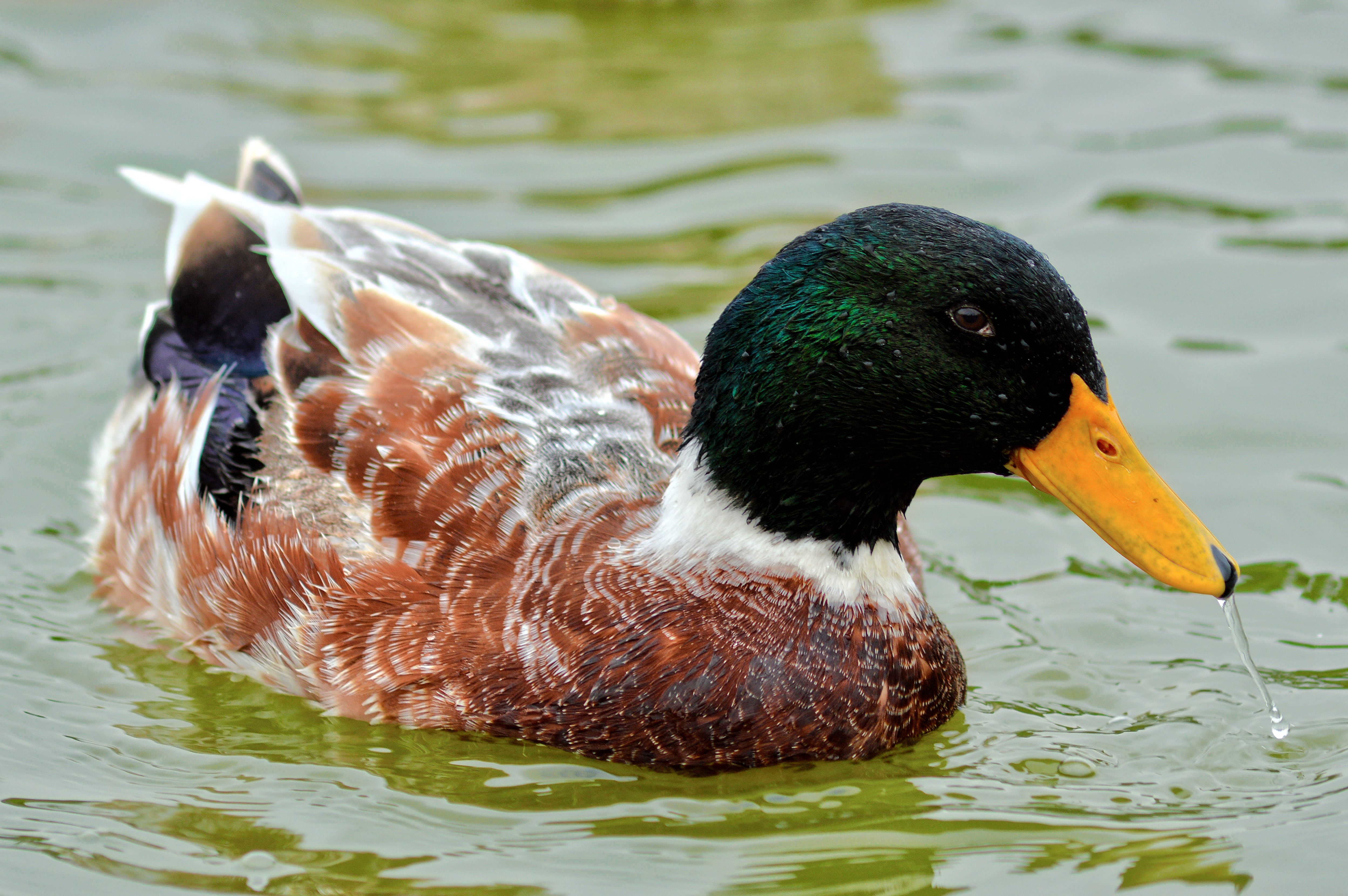 Close-up of a Mallard Duck Swimming in Morocco · Free Stock Photo