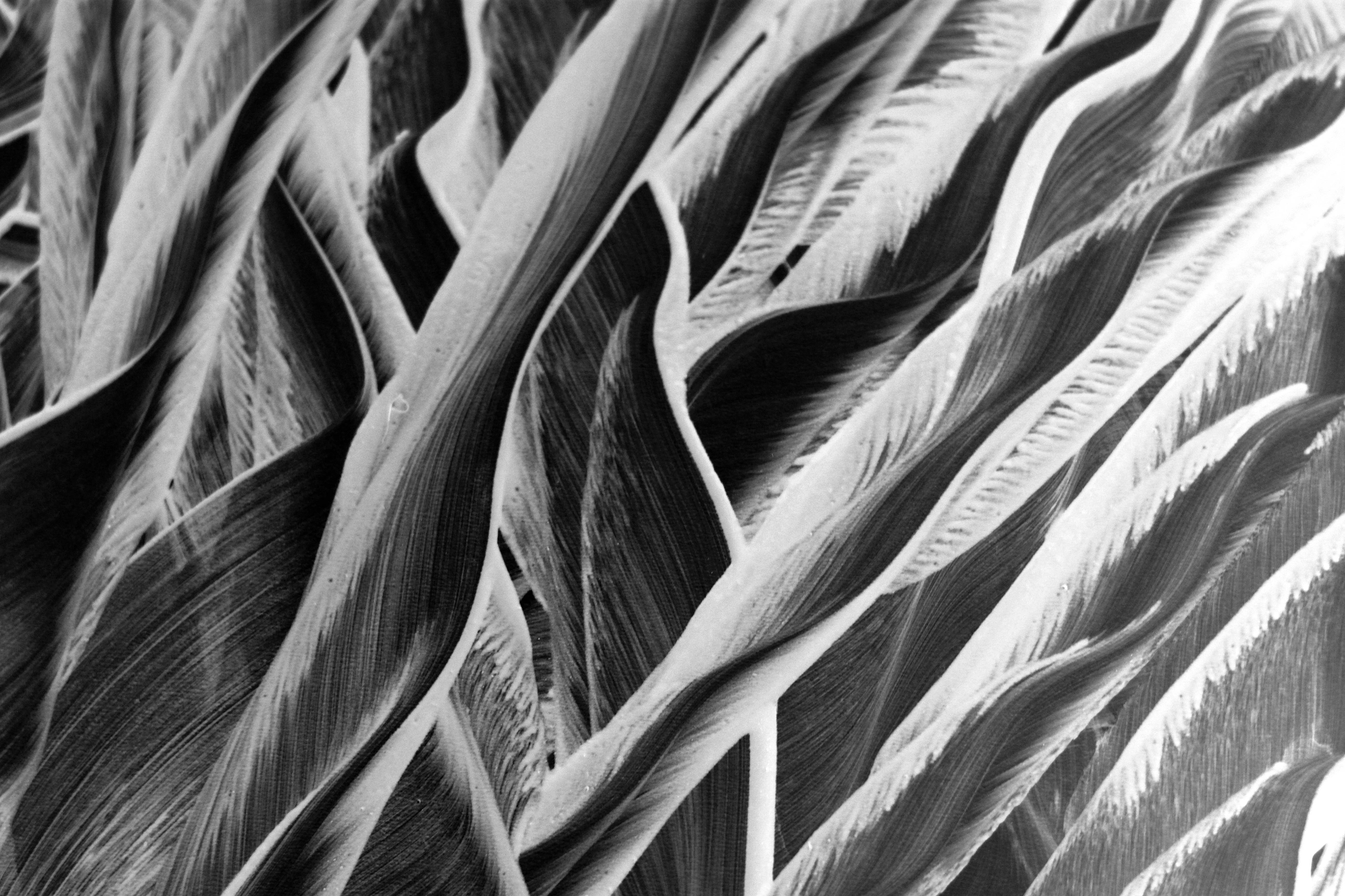 Detailed Texture of Organic Pattern Abstract Art · Free Stock Photo