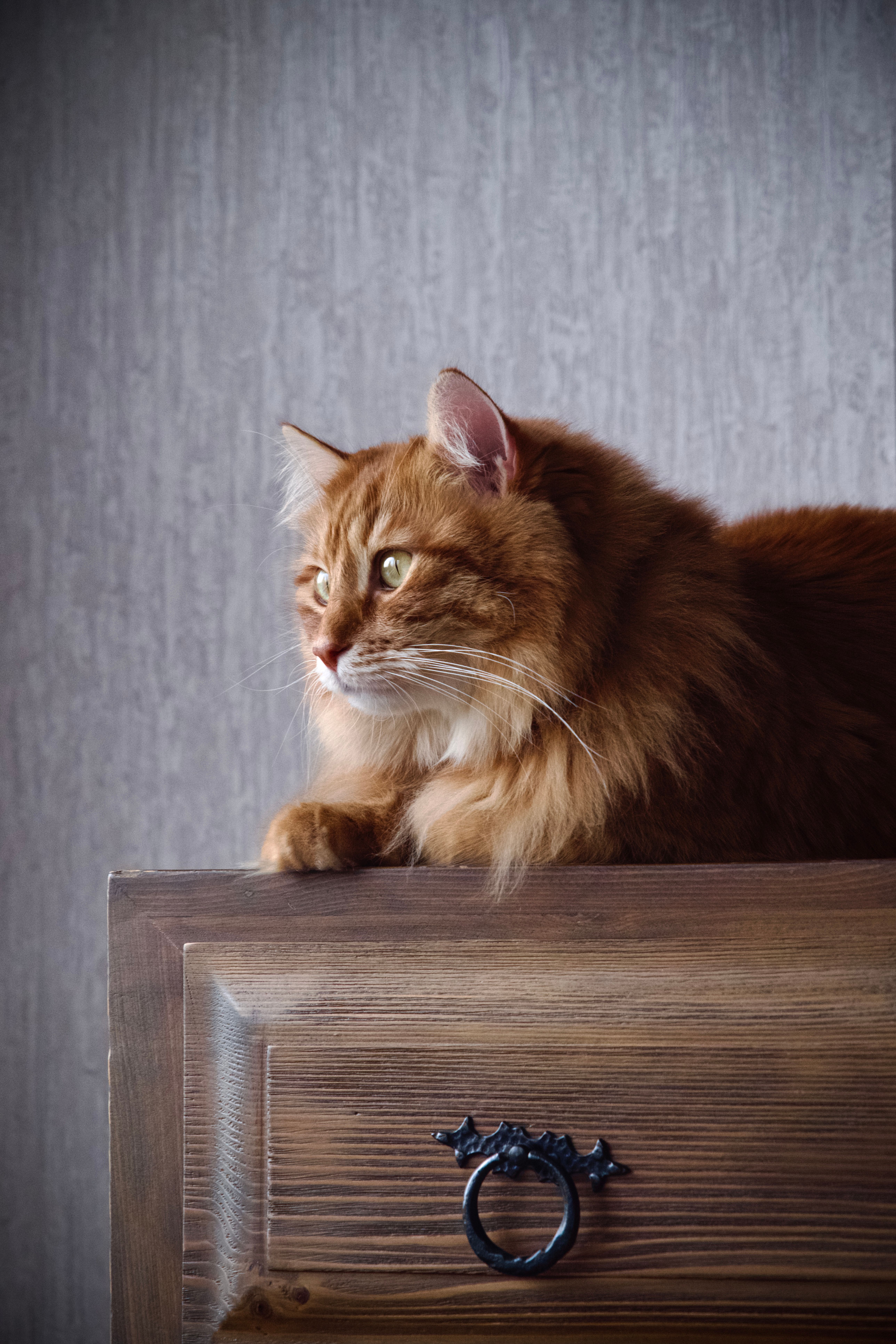 Majestic Orange Cat Resting Indoors · Free Stock Photo