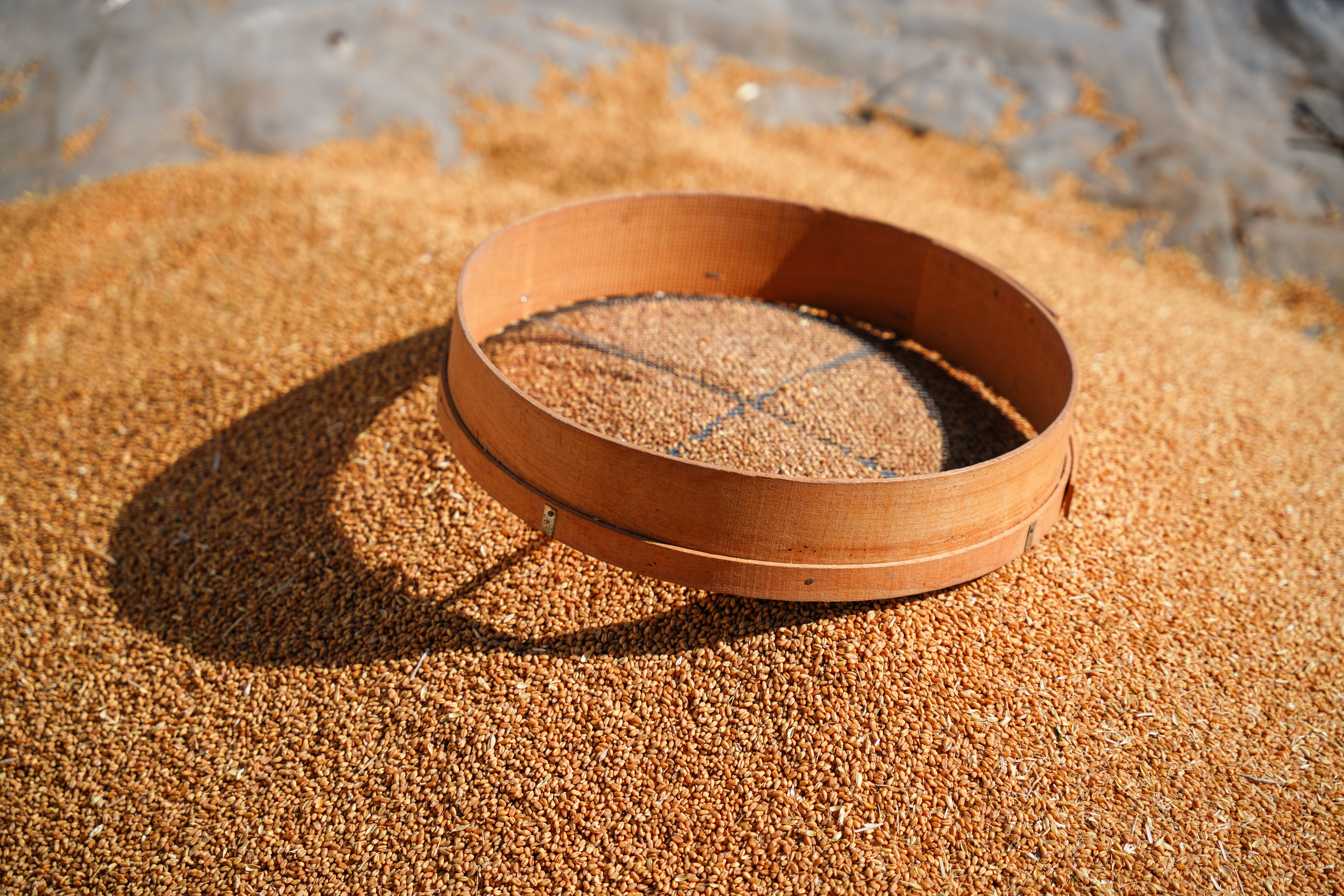 Tamizado Tradicional De Granos En Un Día Soleado · Foto de stock gratuita