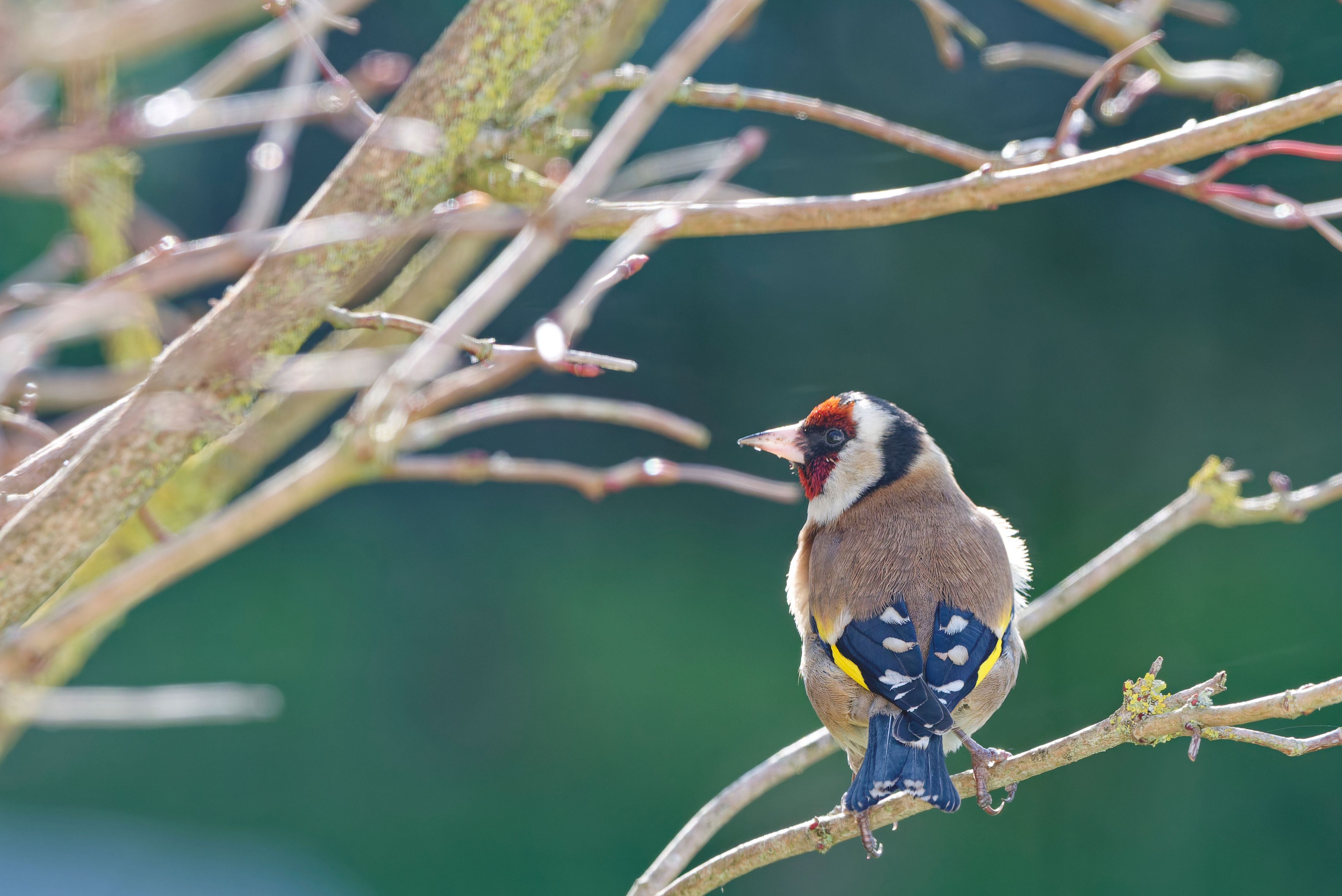 European Goldfinch on Tree Branch in Spring · Free Stock Photo