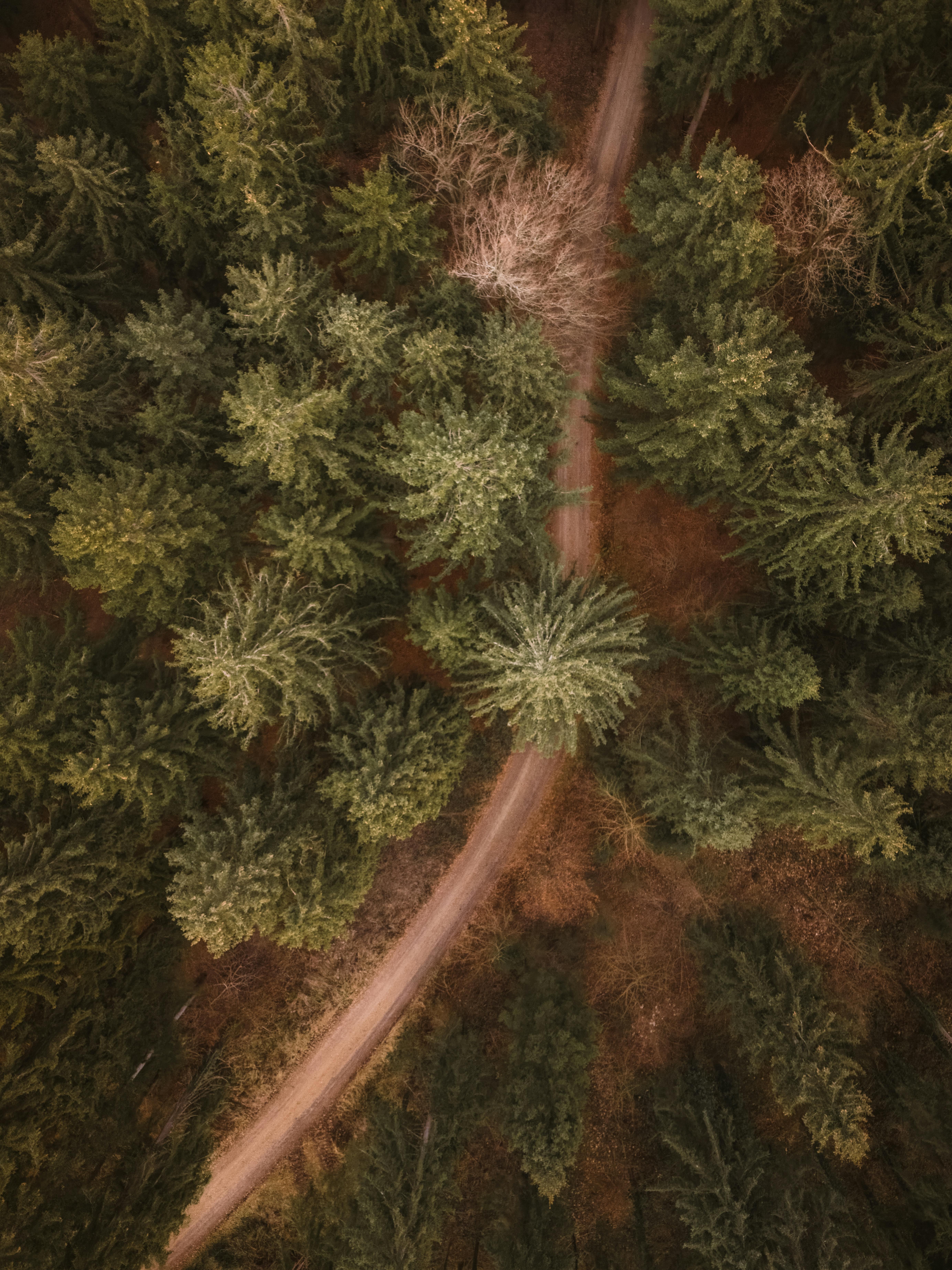 Aerial View of Serene Forest Path in Autumn · Free Stock Photo