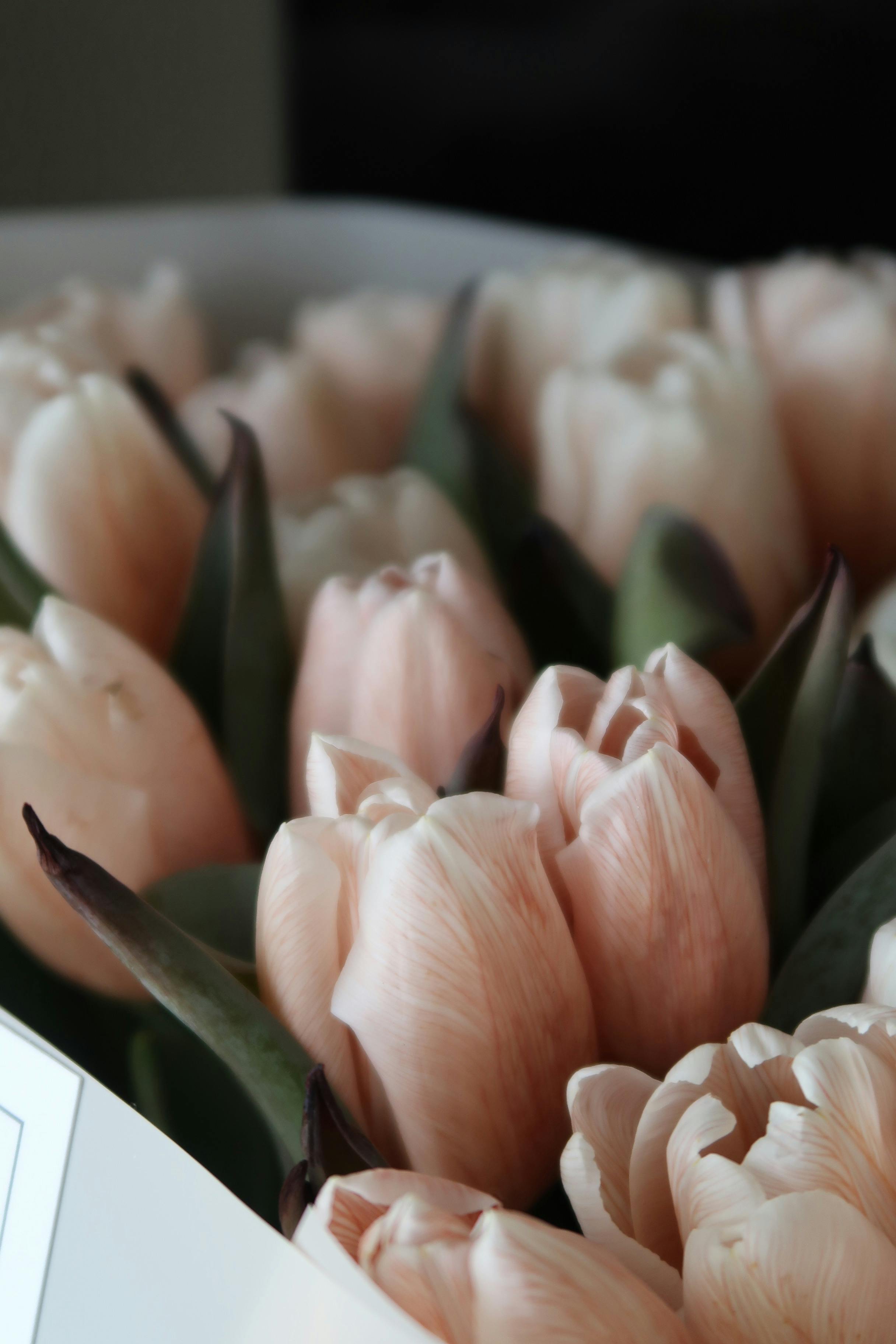 Close-up of Blush Pink Tulips in Soft Light · Free Stock Photo