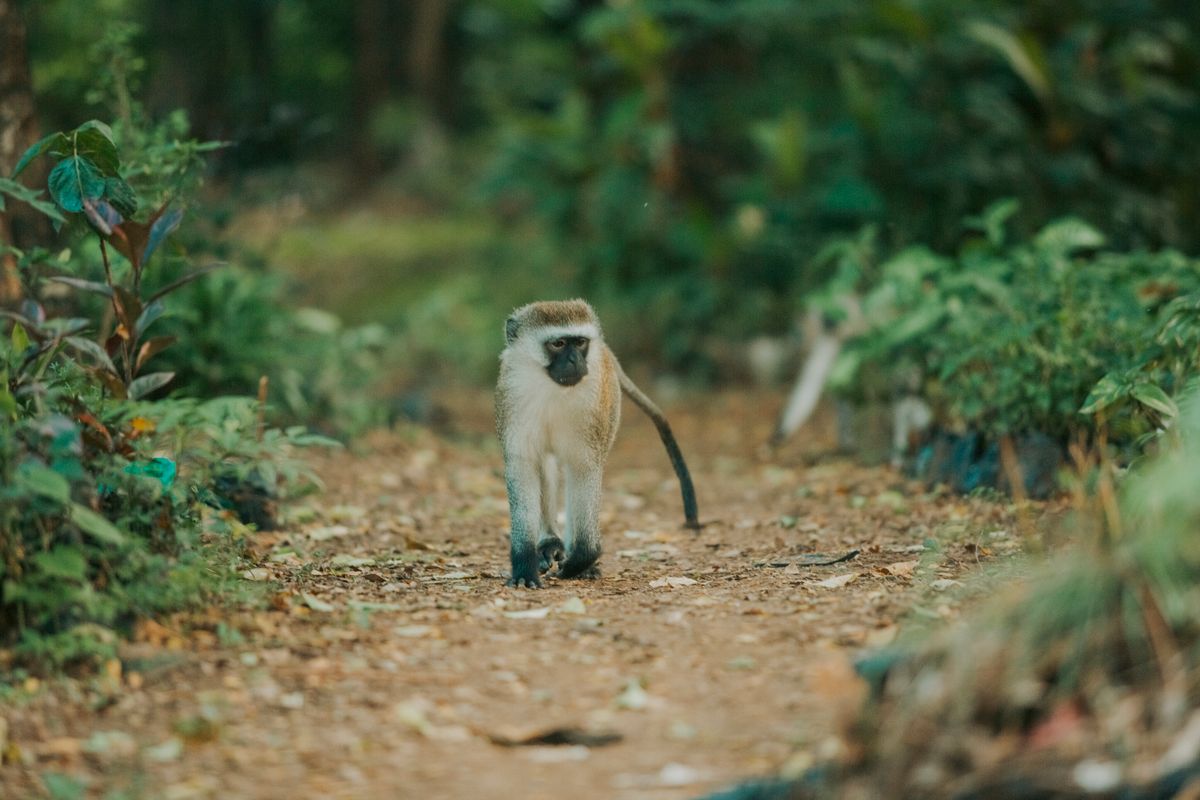 Endangered Animal Charities Making a Real Difference