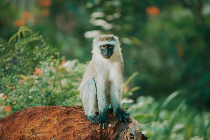 Scary Monkey Photos, Download The BEST Free Scary Monkey Stock Photos ...