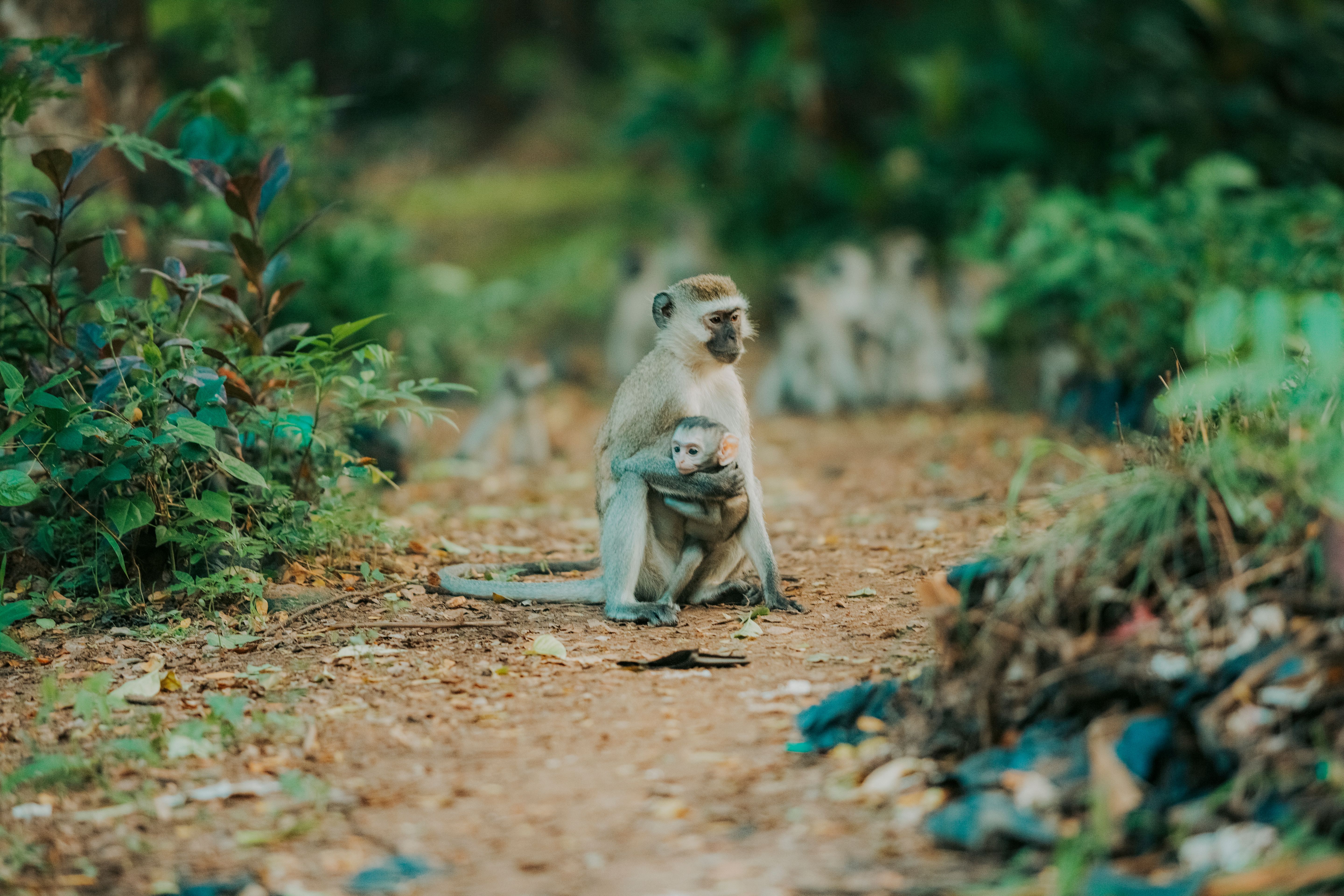 Mother Monkey Protects Baby in Forest Path · Free Stock Photo