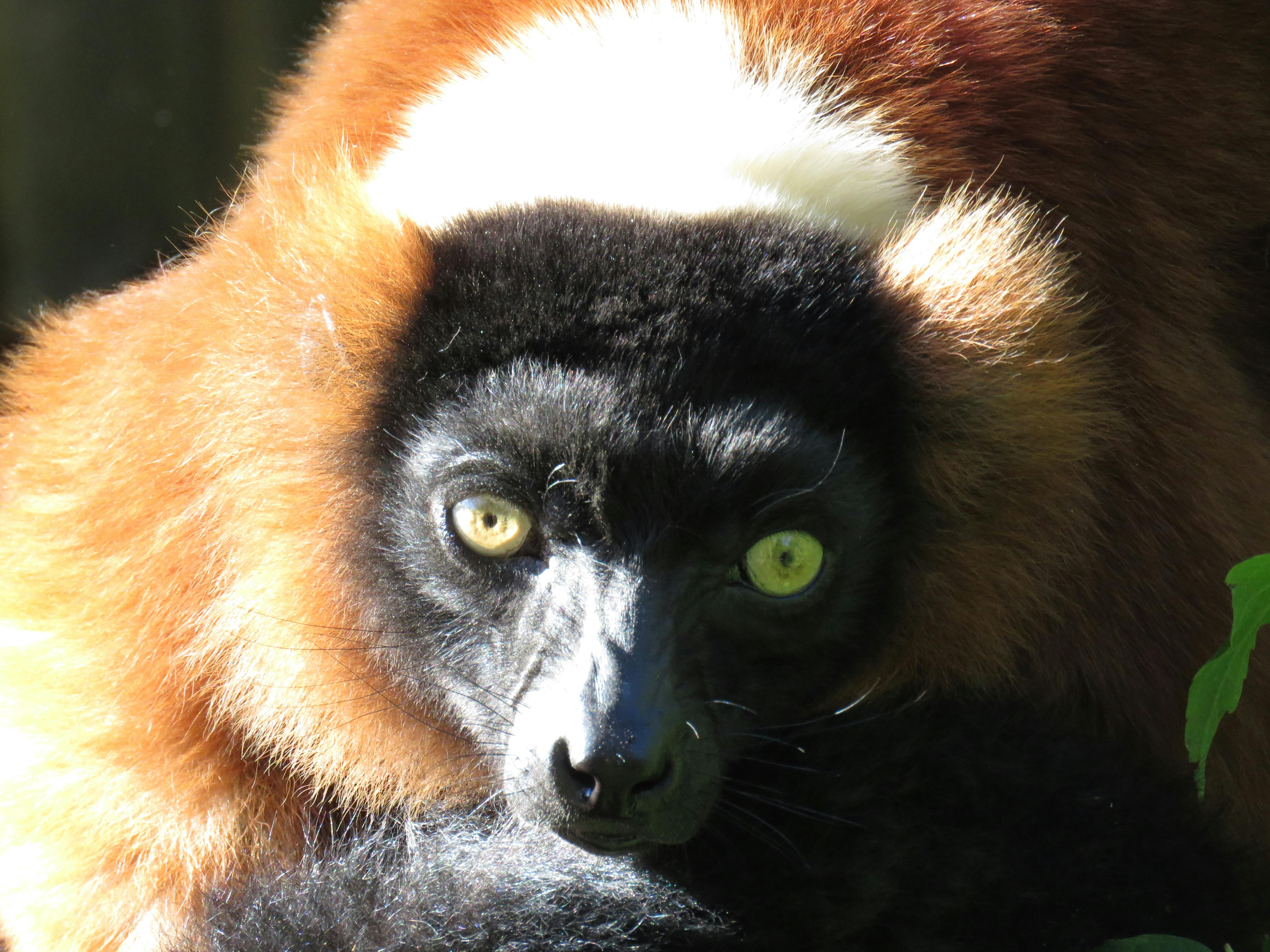 Kostenloses Foto zum Thema: affe, affe sitzend, auge