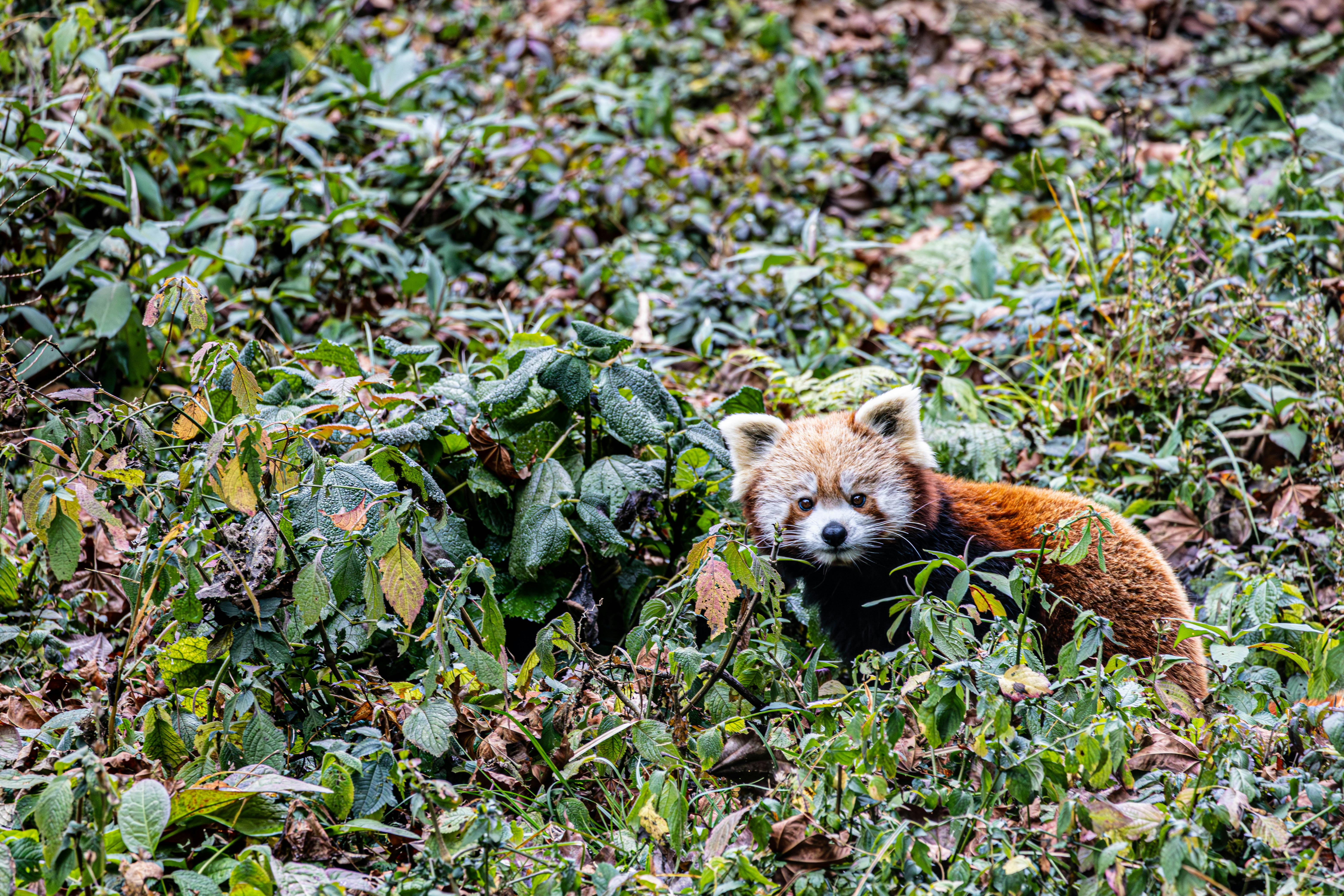 Cute Lian Animals Photos, Download The BEST Free Cute Lian Animals ...