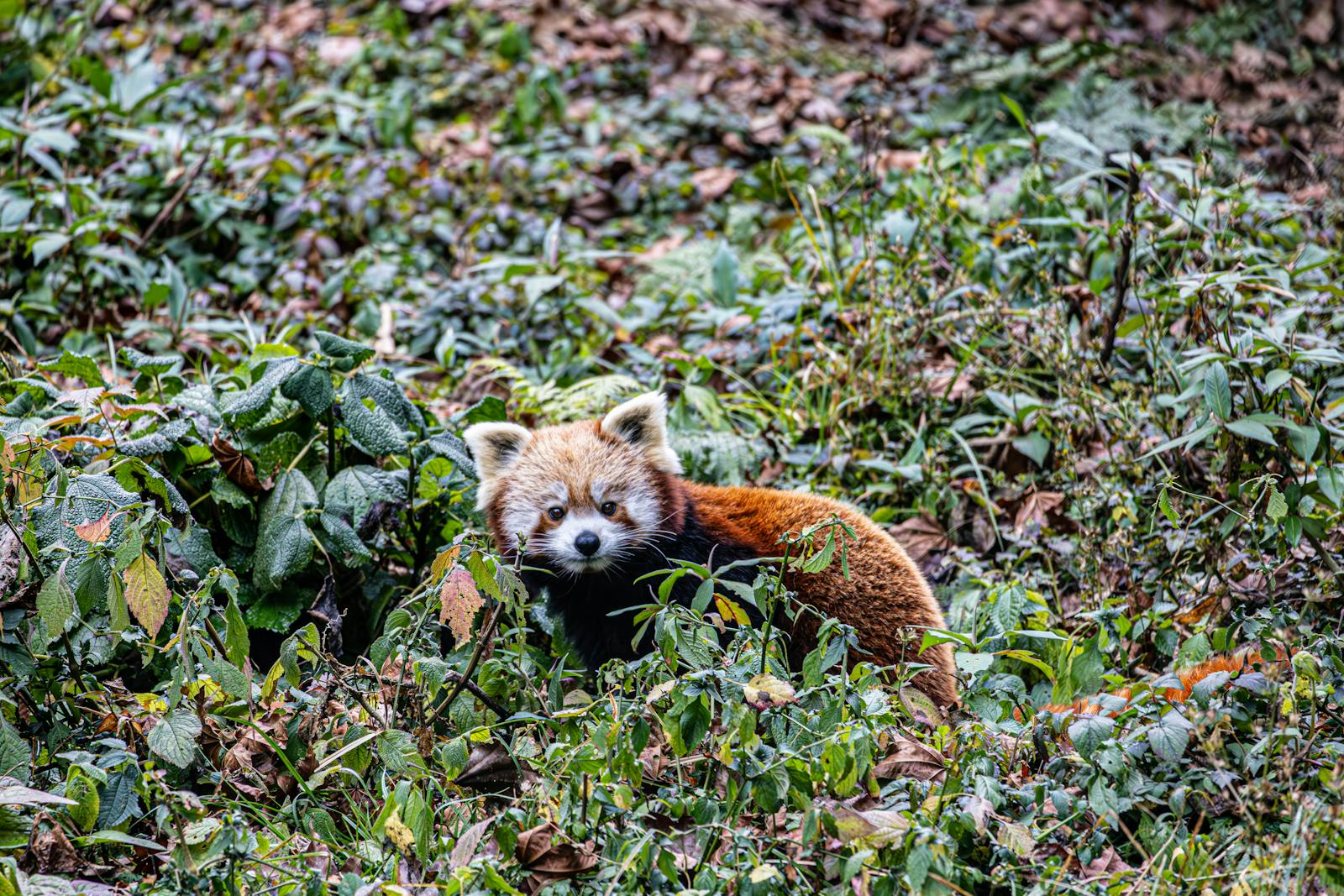 700+ Best Panda Photos · 100% Free Download · Pexels Stock Photos
