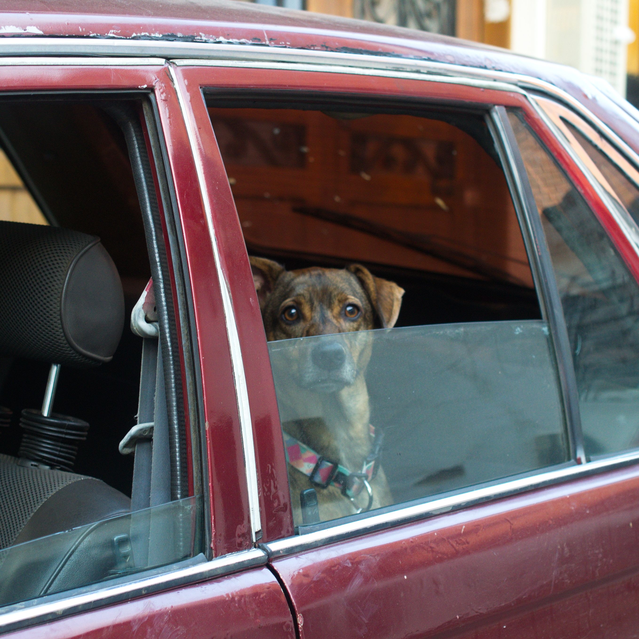 Dog Looking Through Car Window in Marinilla · Free Stock Photo