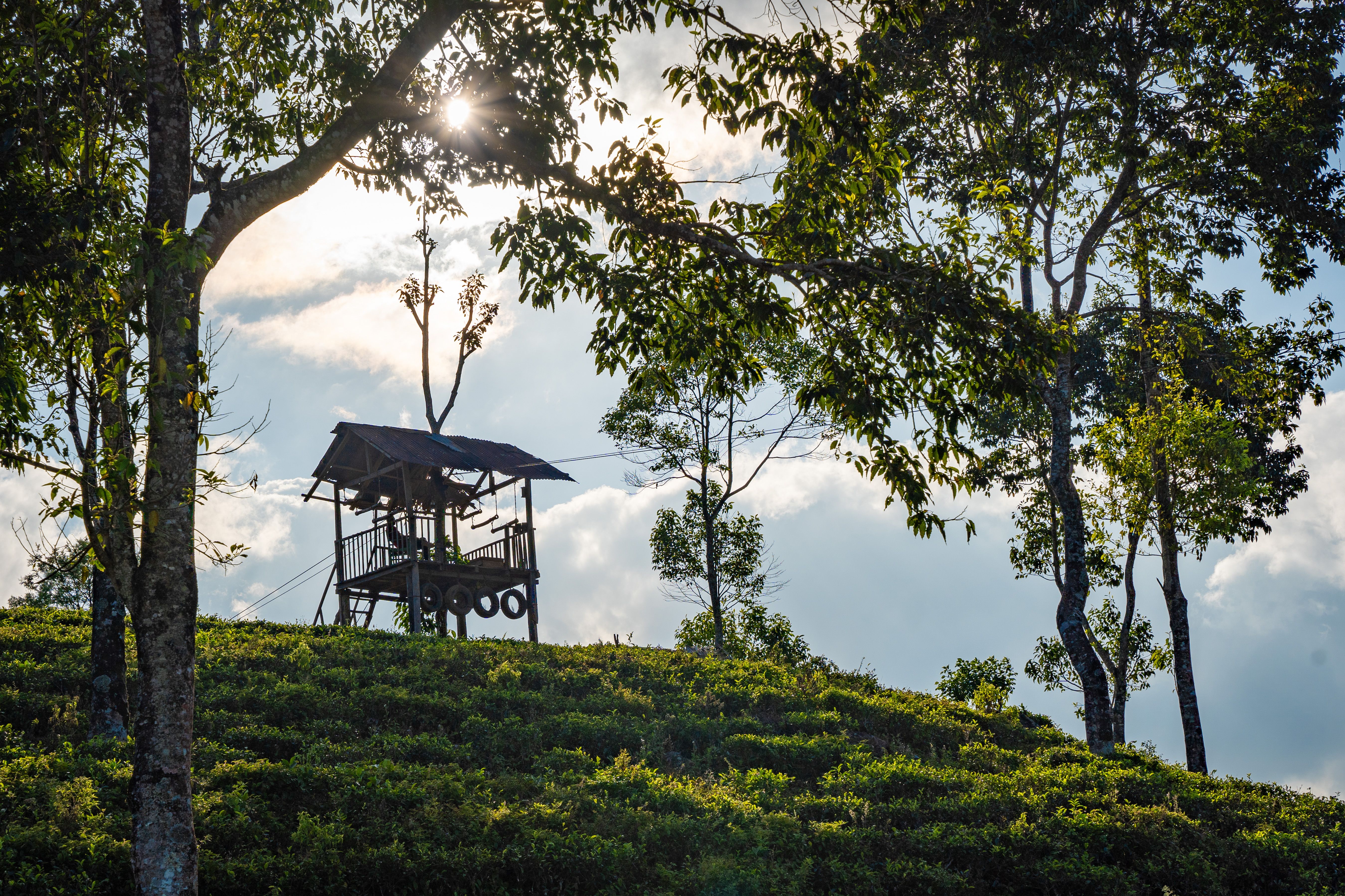Elevated Wooden Watchtower in Sunlit Forest · Free Stock Photo